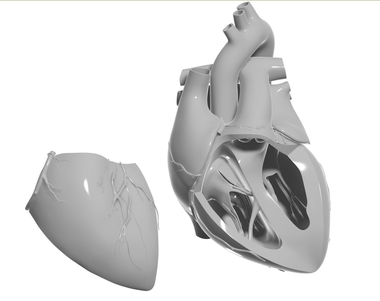 Inside Heart Anatomy - Printable 3D model 3D printable | CGTrader
