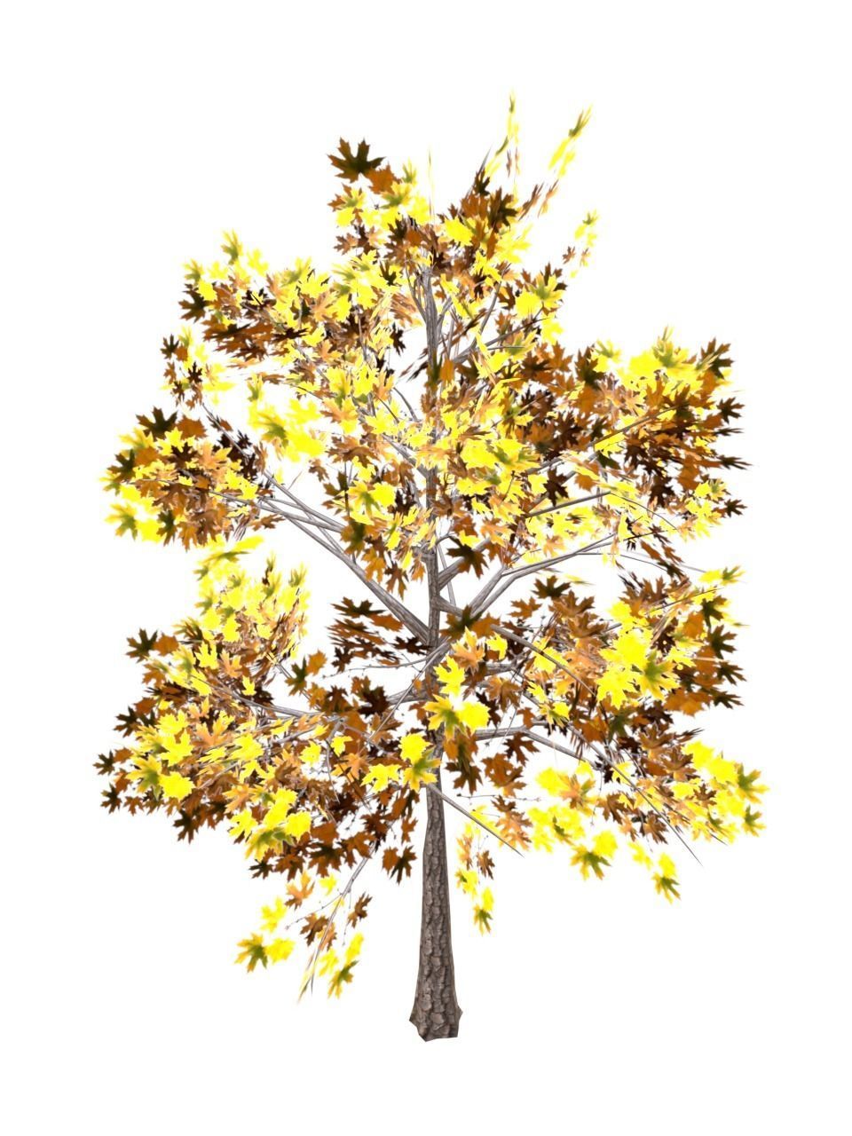 Maple tree free VR / AR / low-poly 3D model | CGTrader