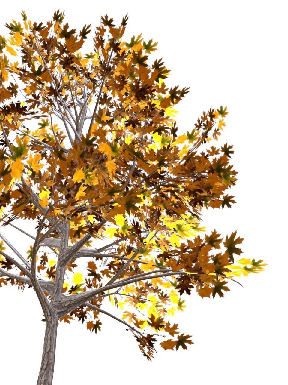 Maple tree free VR / AR / low-poly 3D model | CGTrader