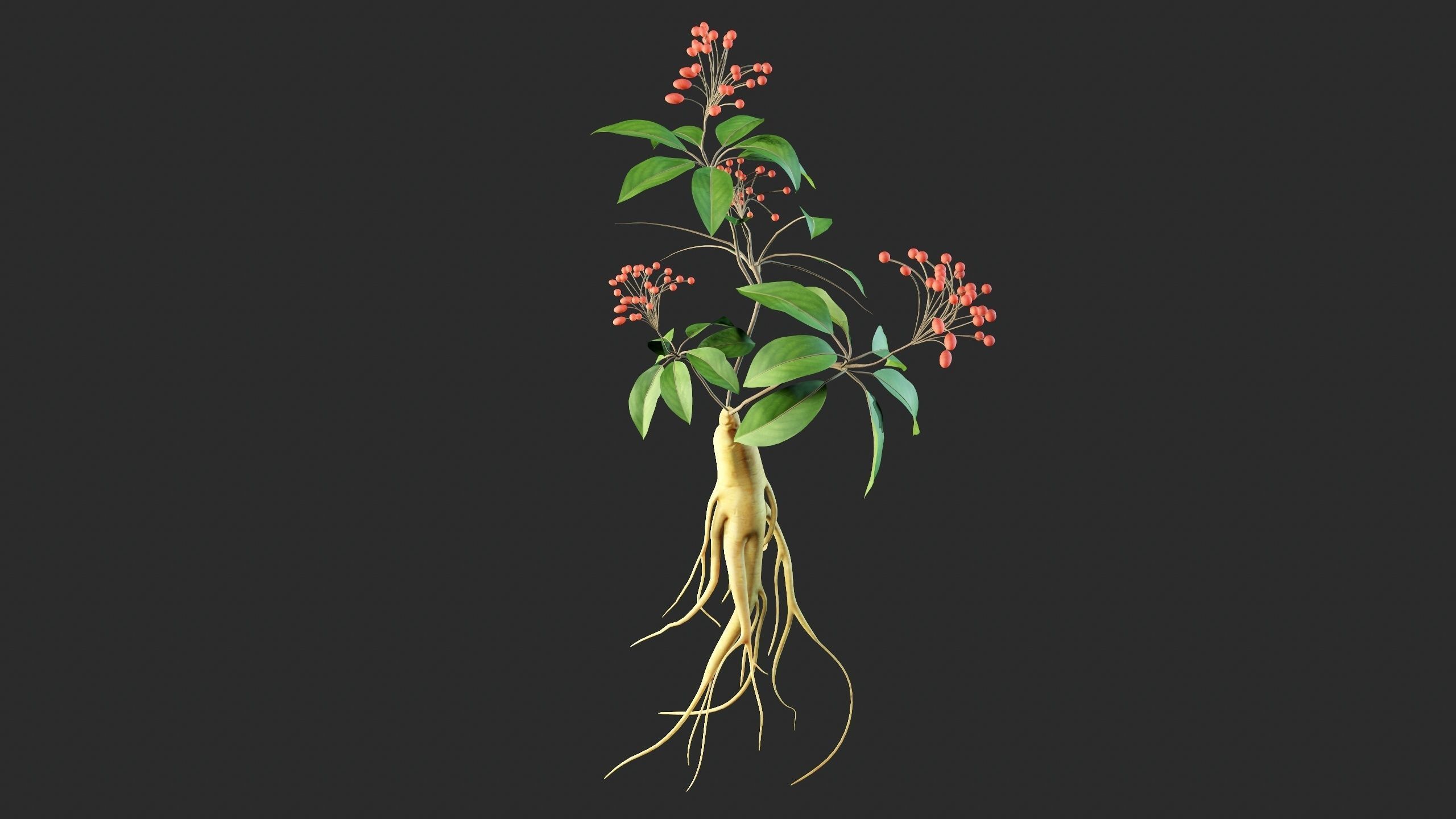 3D model Ginseng VR / AR / low-poly rigged animated | CGTrader