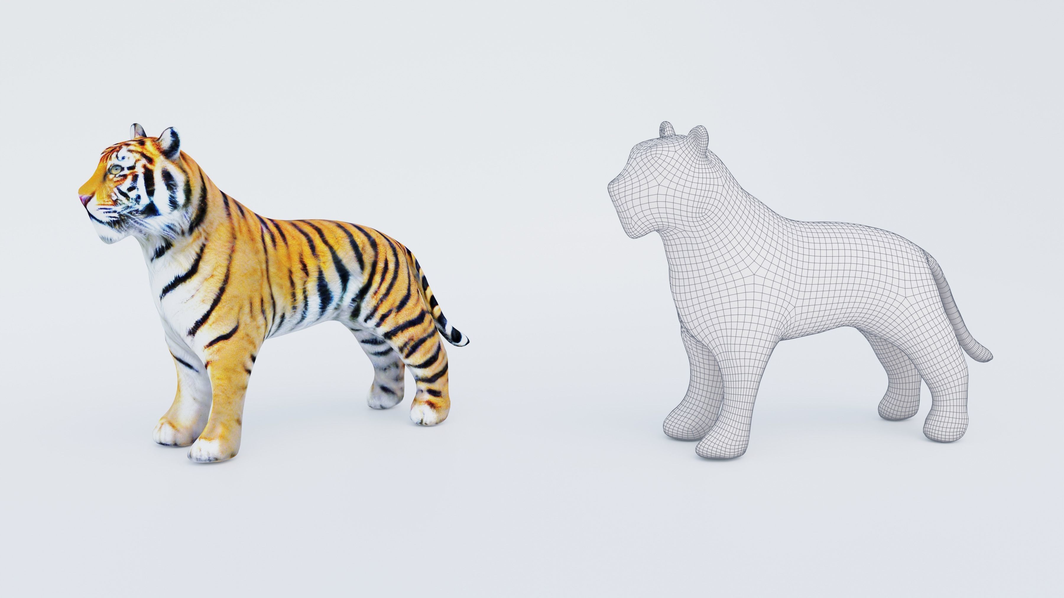 Tiger free 3D model | CGTrader