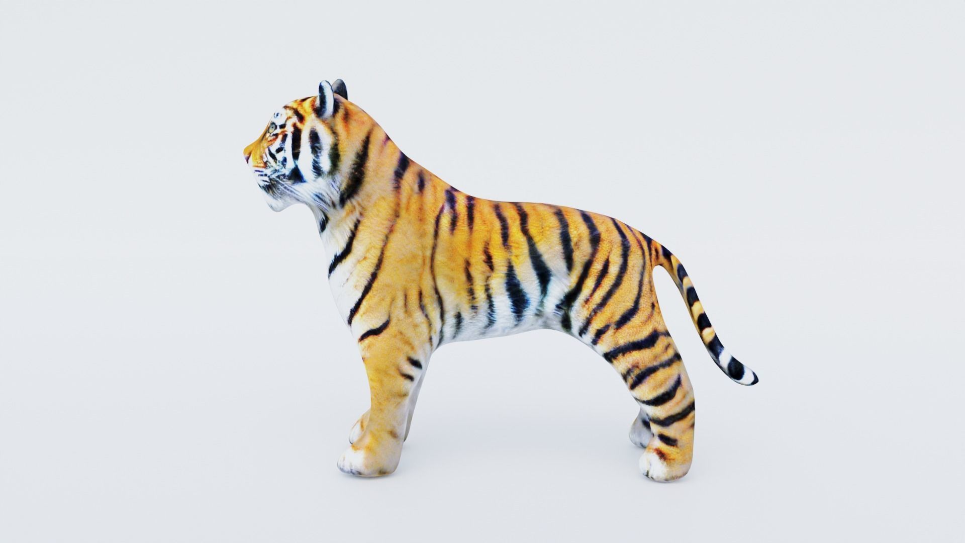Tiger free 3D model | CGTrader