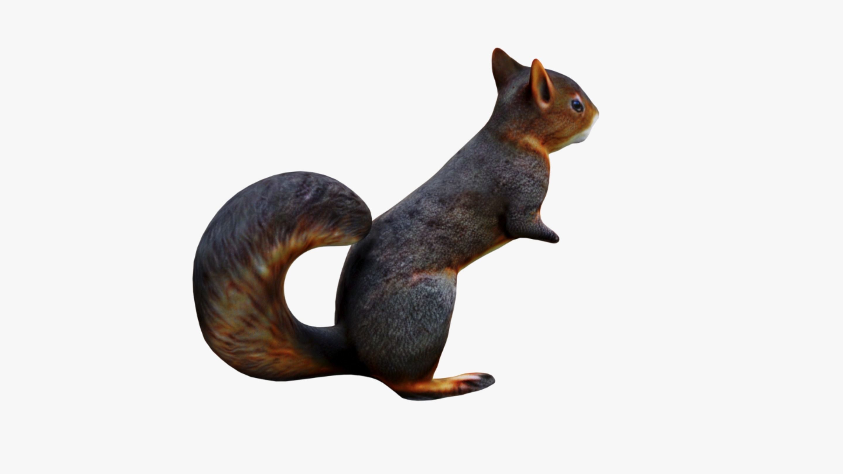 Squirrel free 3D model | CGTrader