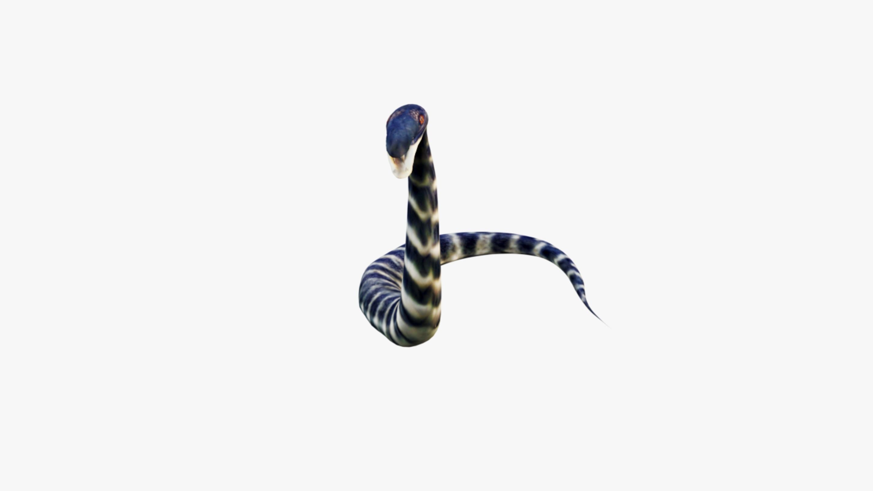 Snake free 3D model | CGTrader