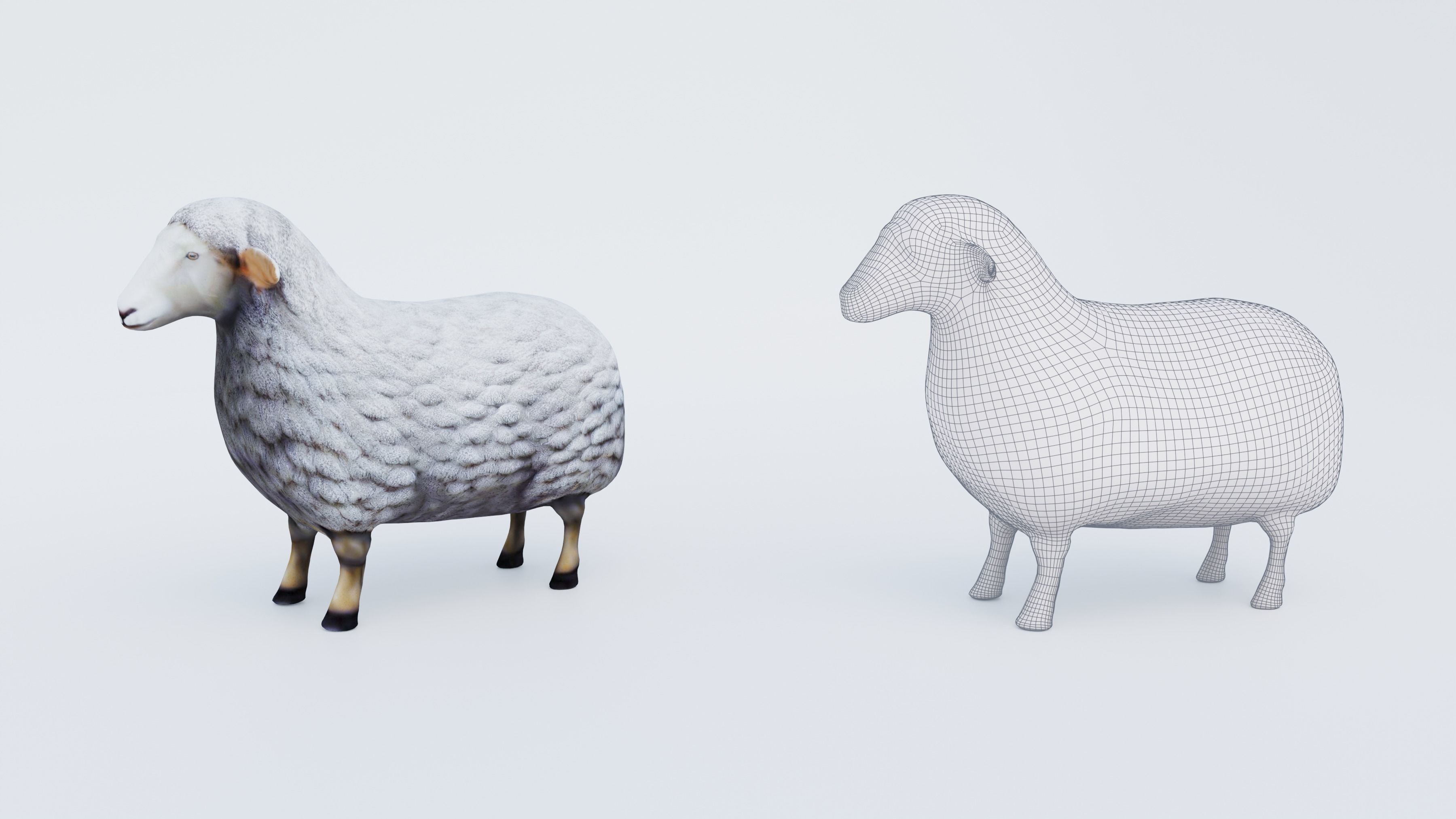 Sheep free 3D model | CGTrader