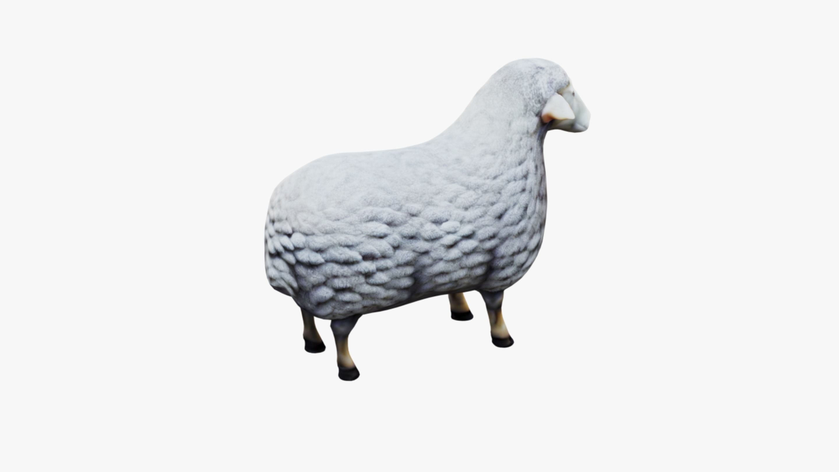 Sheep free 3D model | CGTrader