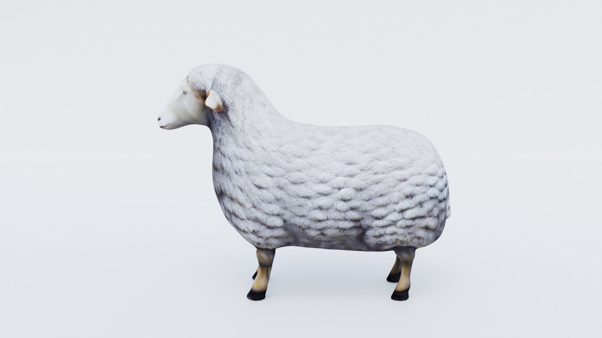 Sheep free 3D model | CGTrader