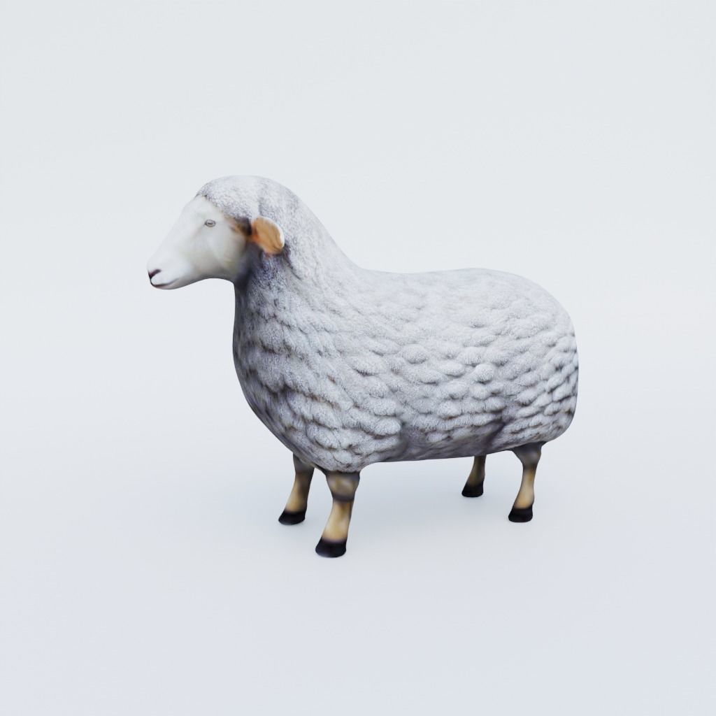 Sheep free 3D model | CGTrader