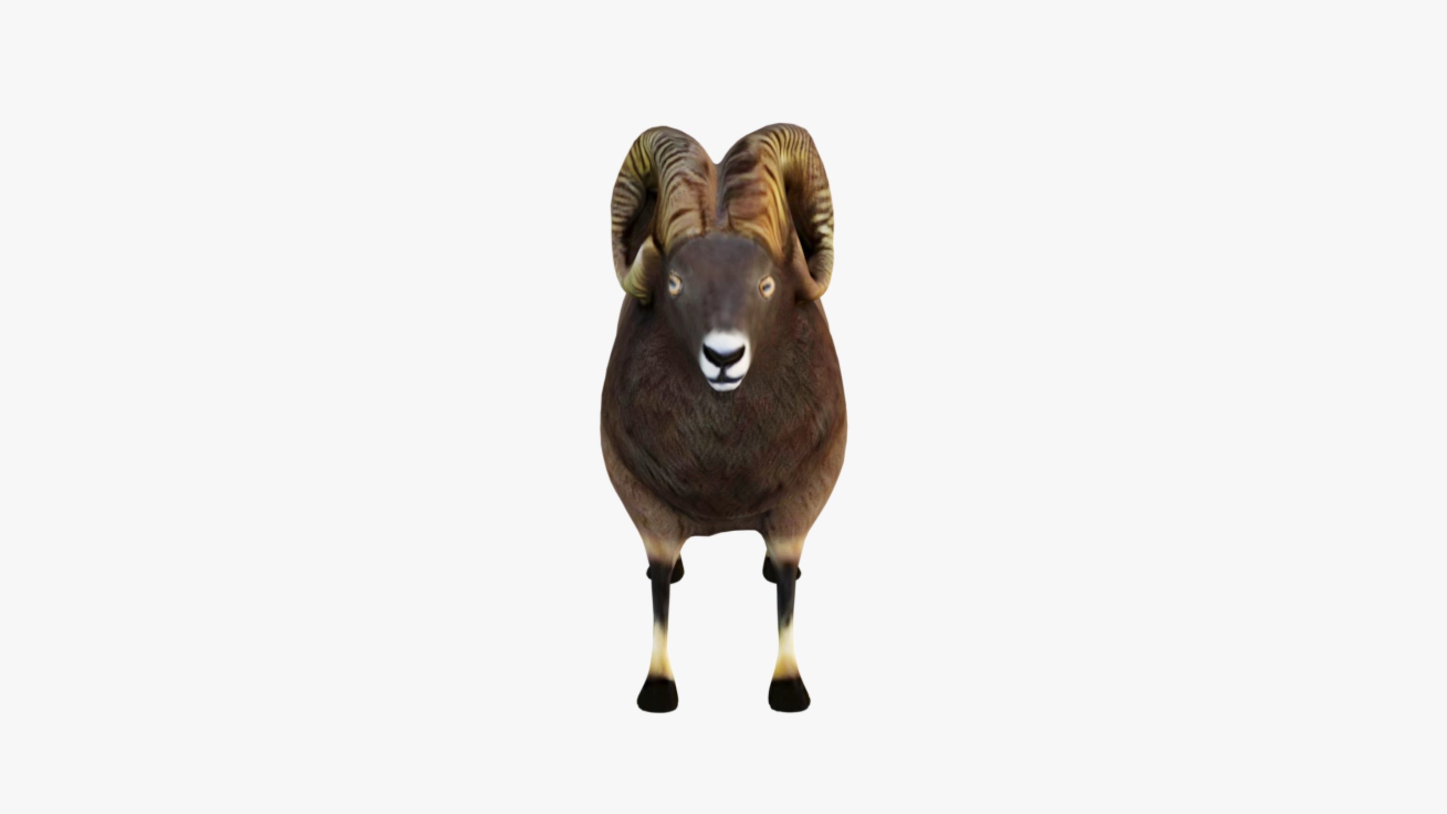 Ram Animal free 3D model | CGTrader