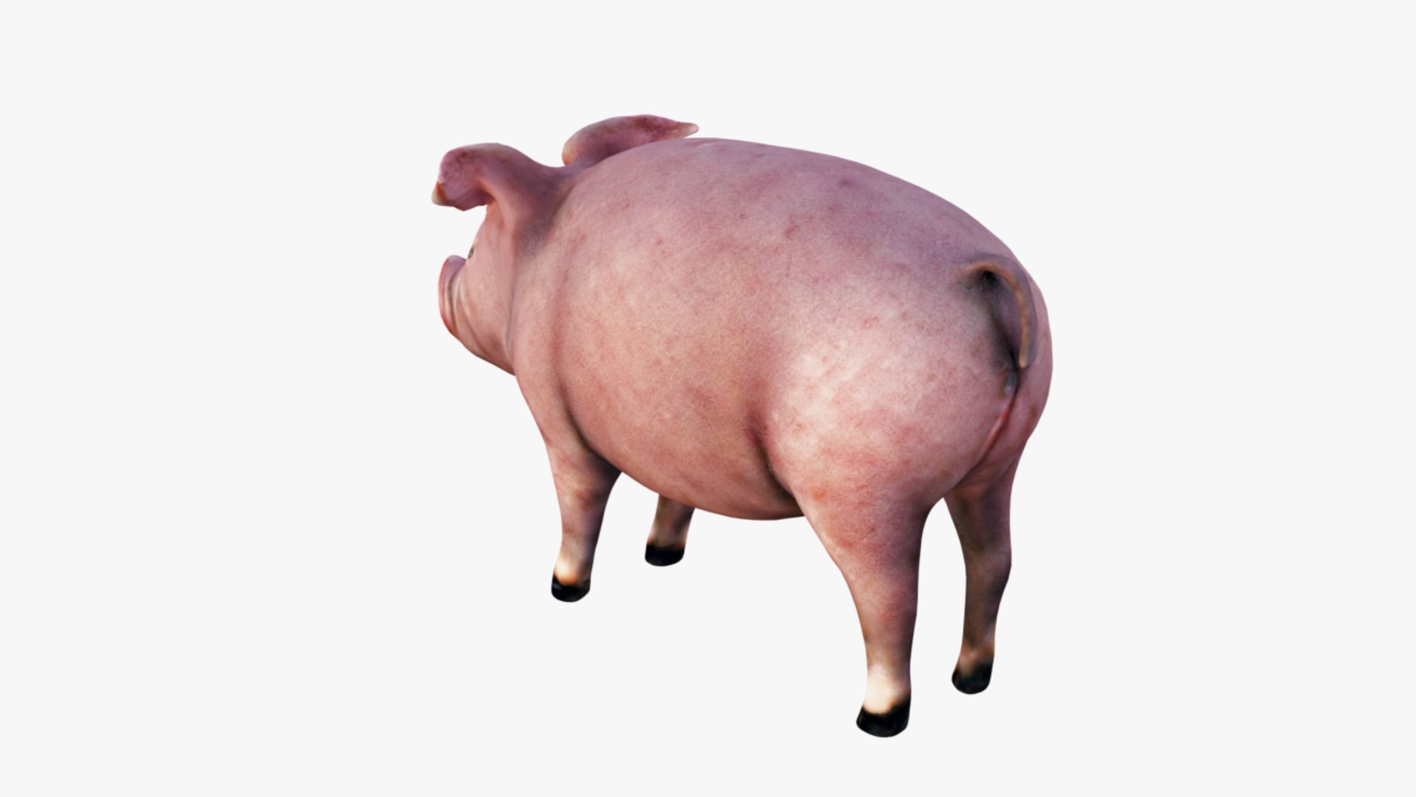 Pig Animal free 3D model | CGTrader