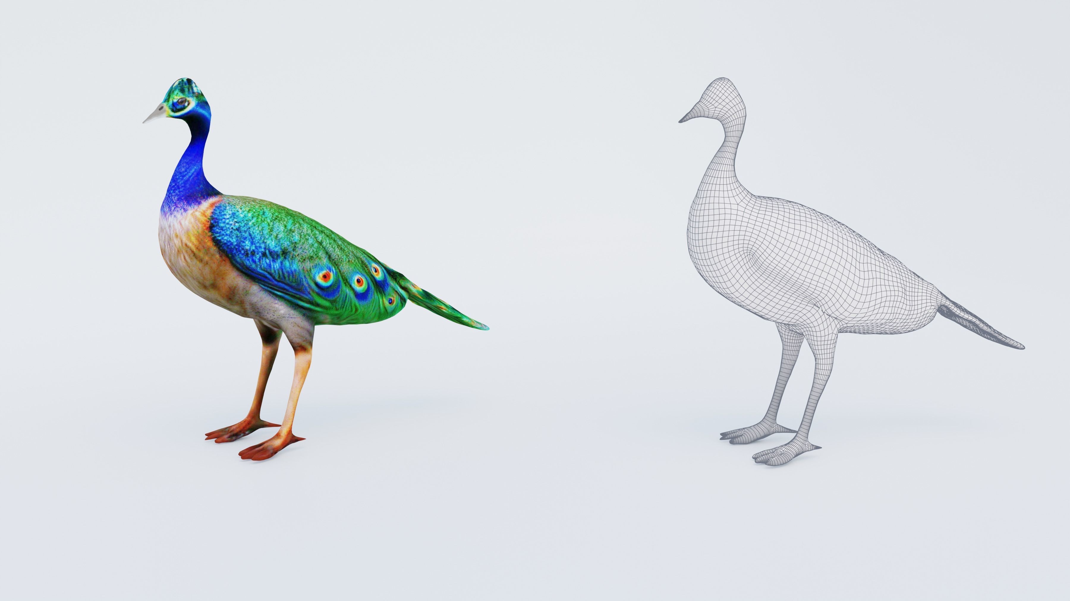 Peacock free 3D model | CGTrader
