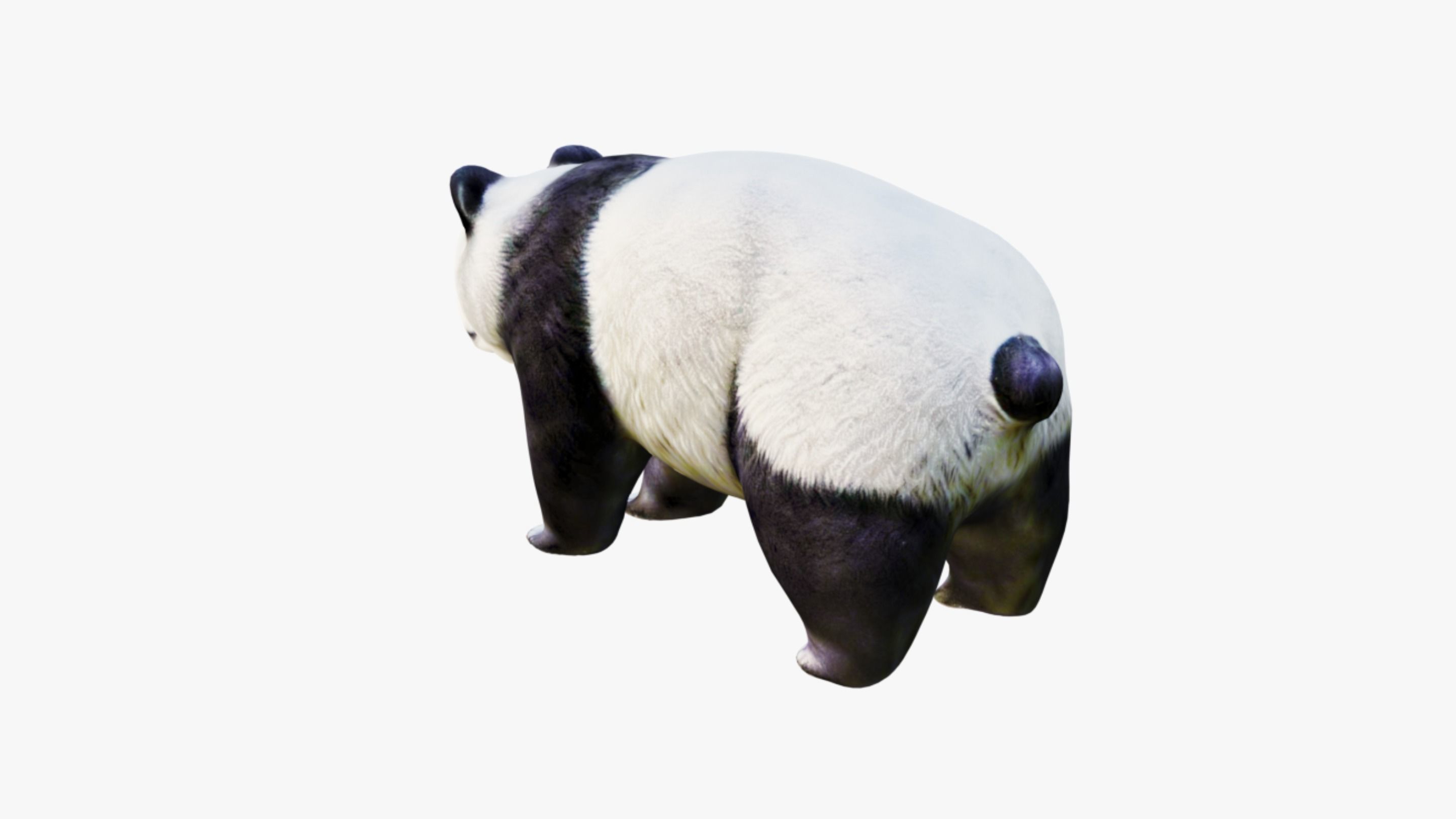 Panda free 3D model | CGTrader