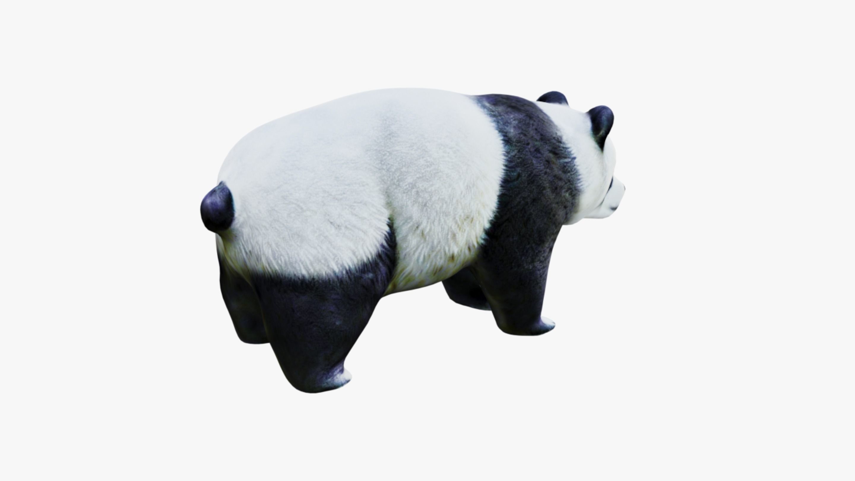 Panda free 3D model | CGTrader