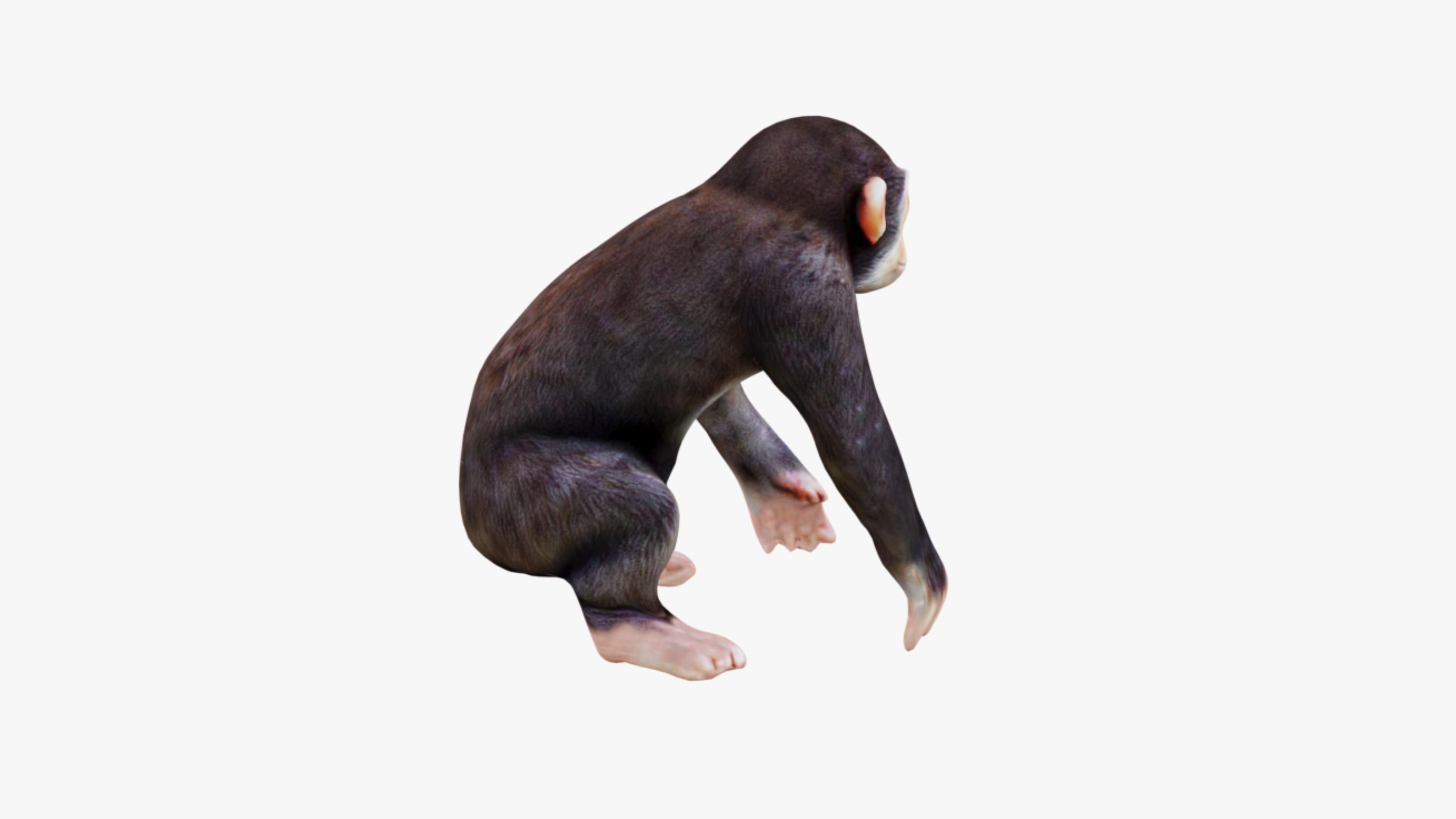 Monkey free 3D model | CGTrader