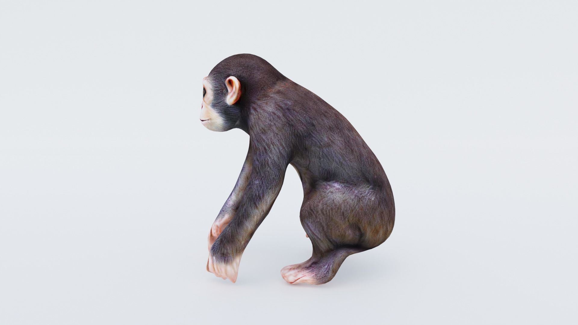 Monkey free 3D model | CGTrader