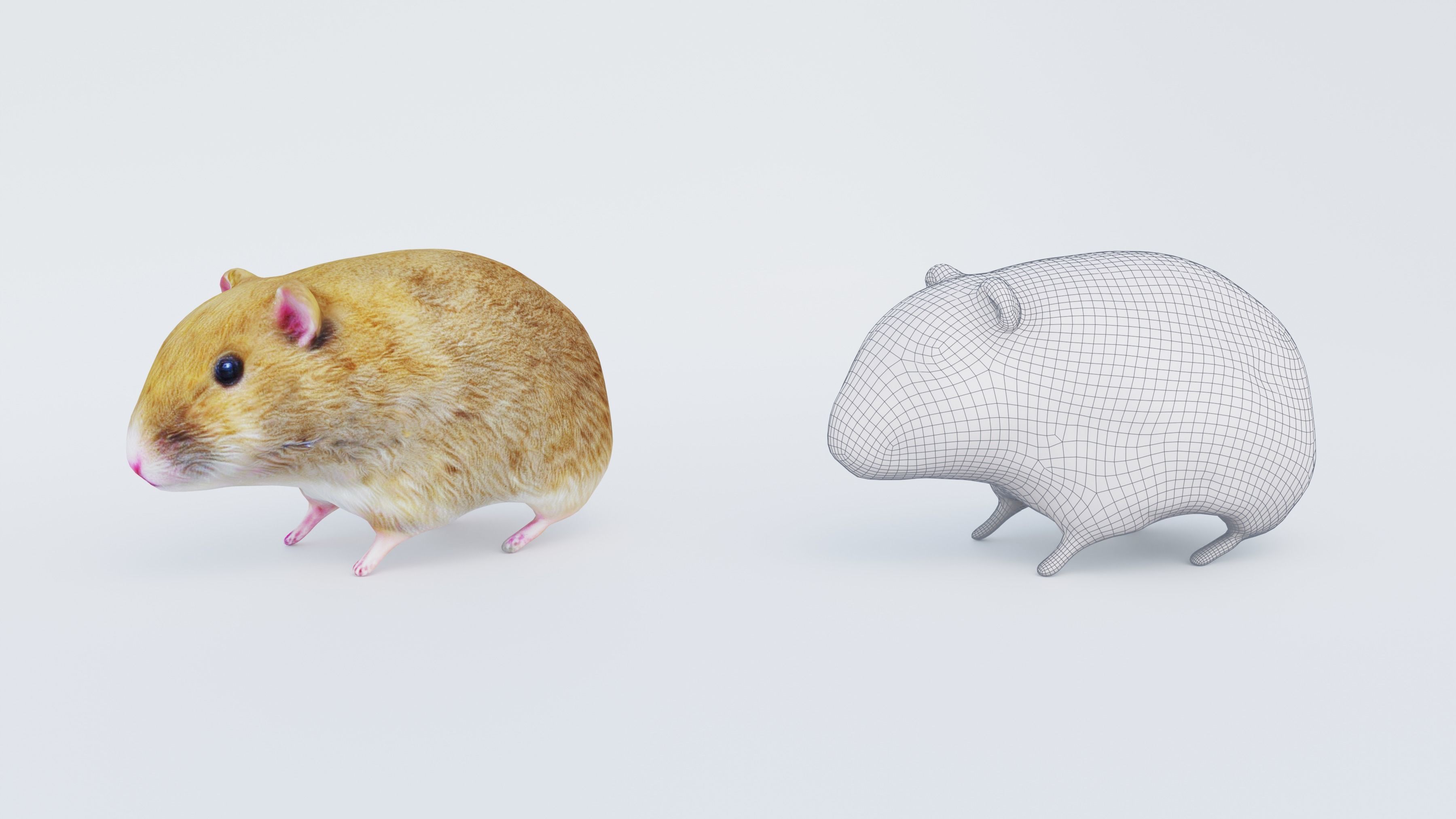 Hamster free 3D model | CGTrader