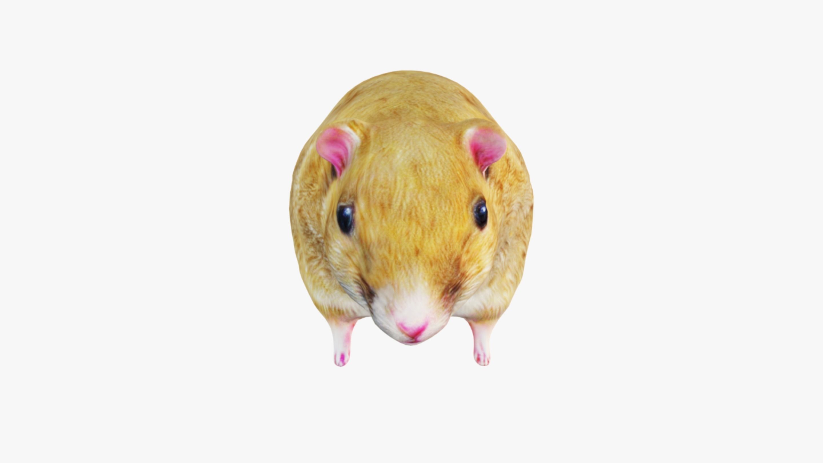 Hamster free 3D model | CGTrader