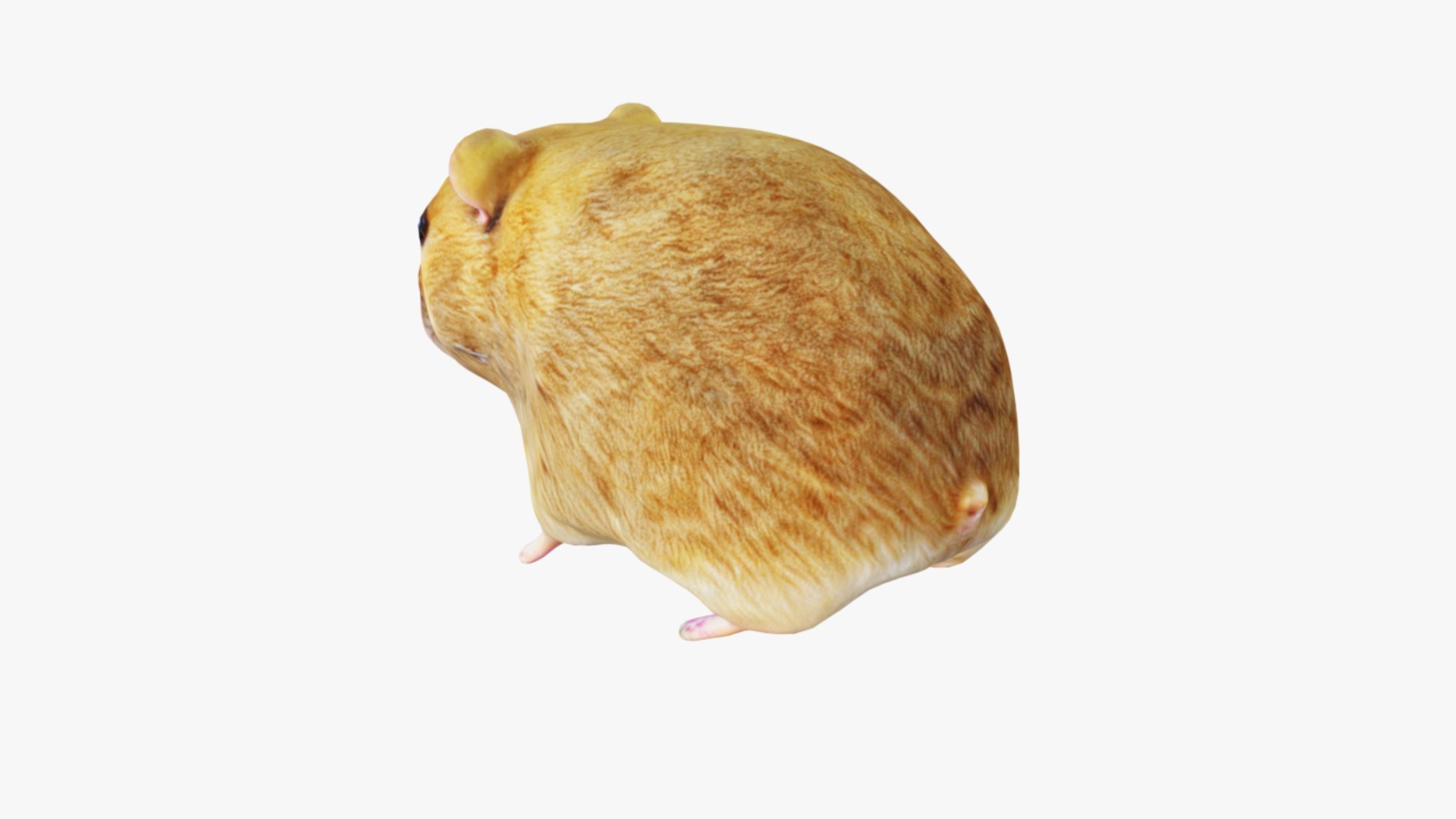 Hamster free 3D model | CGTrader