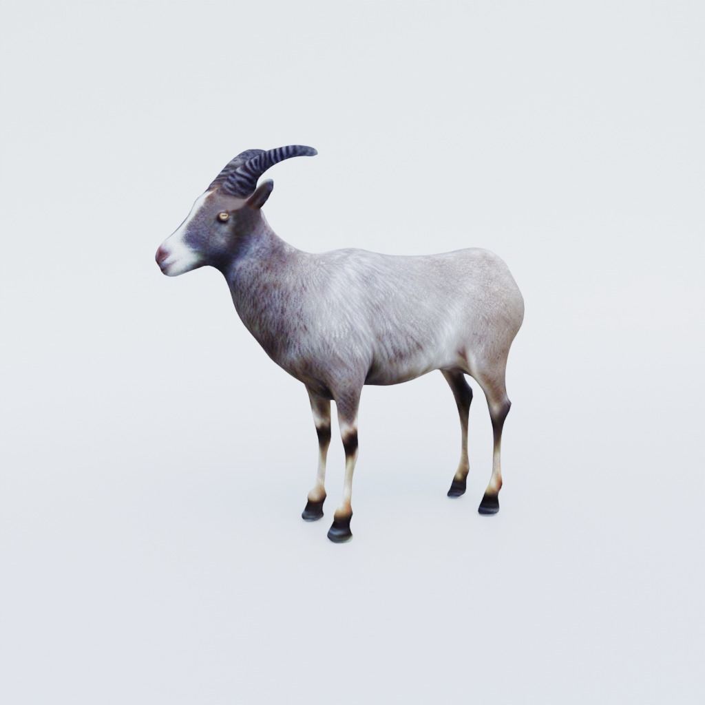 Goat Animal free 3D model | CGTrader