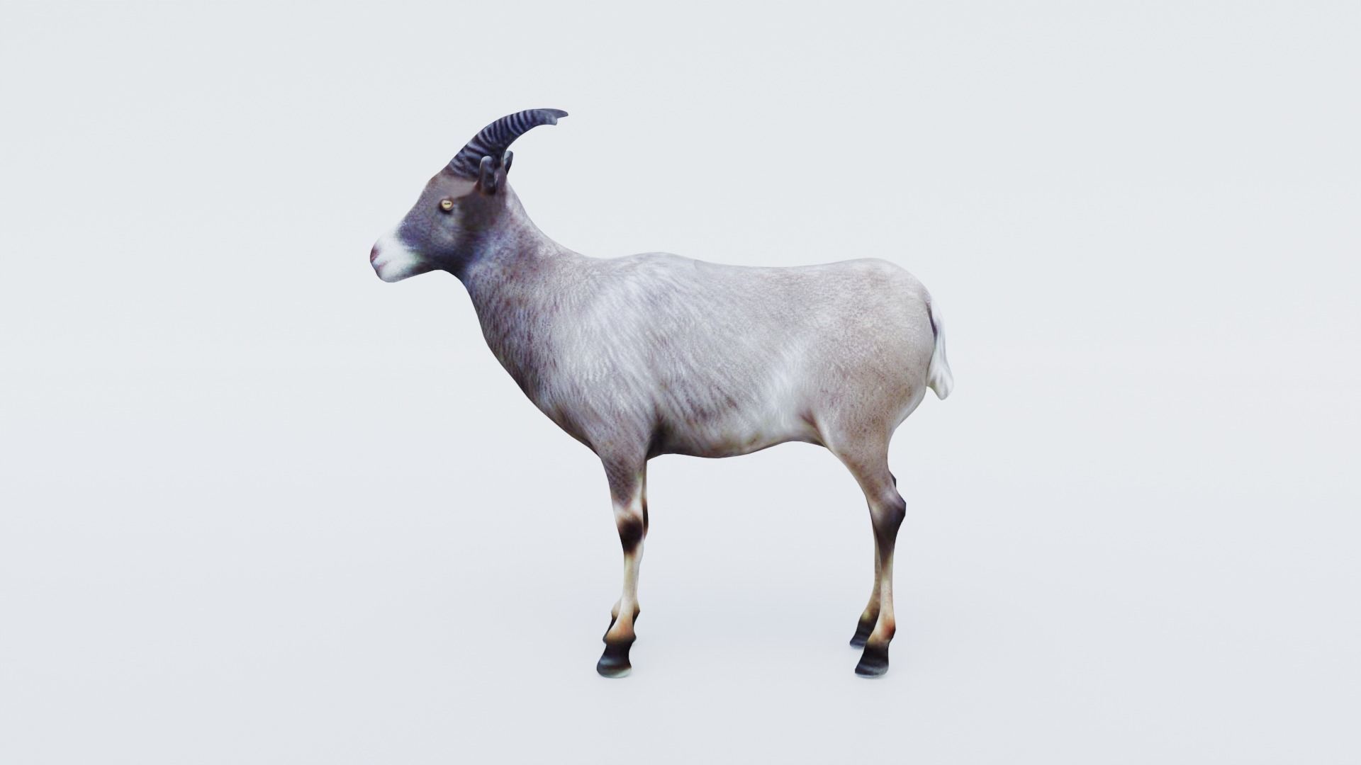 Goat Animal free 3D model | CGTrader