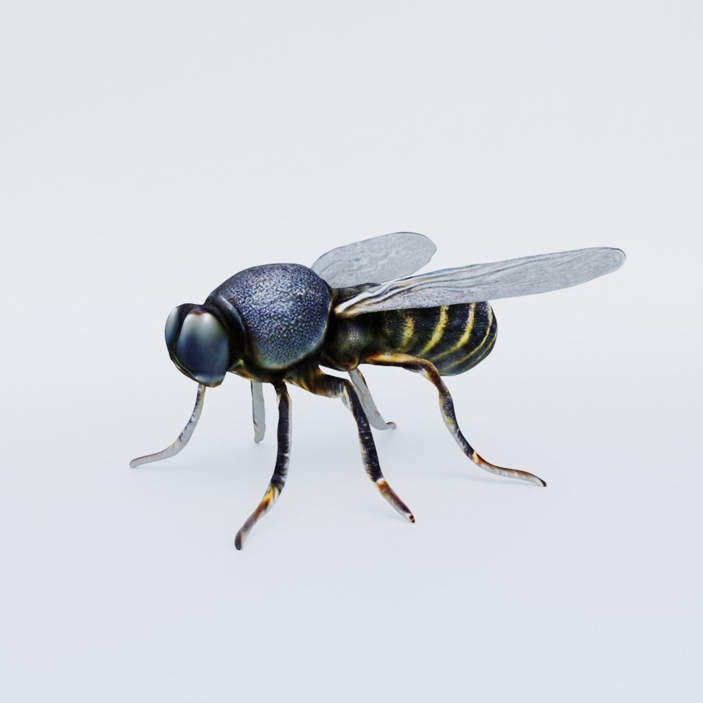 Fly Animal free 3D model | CGTrader