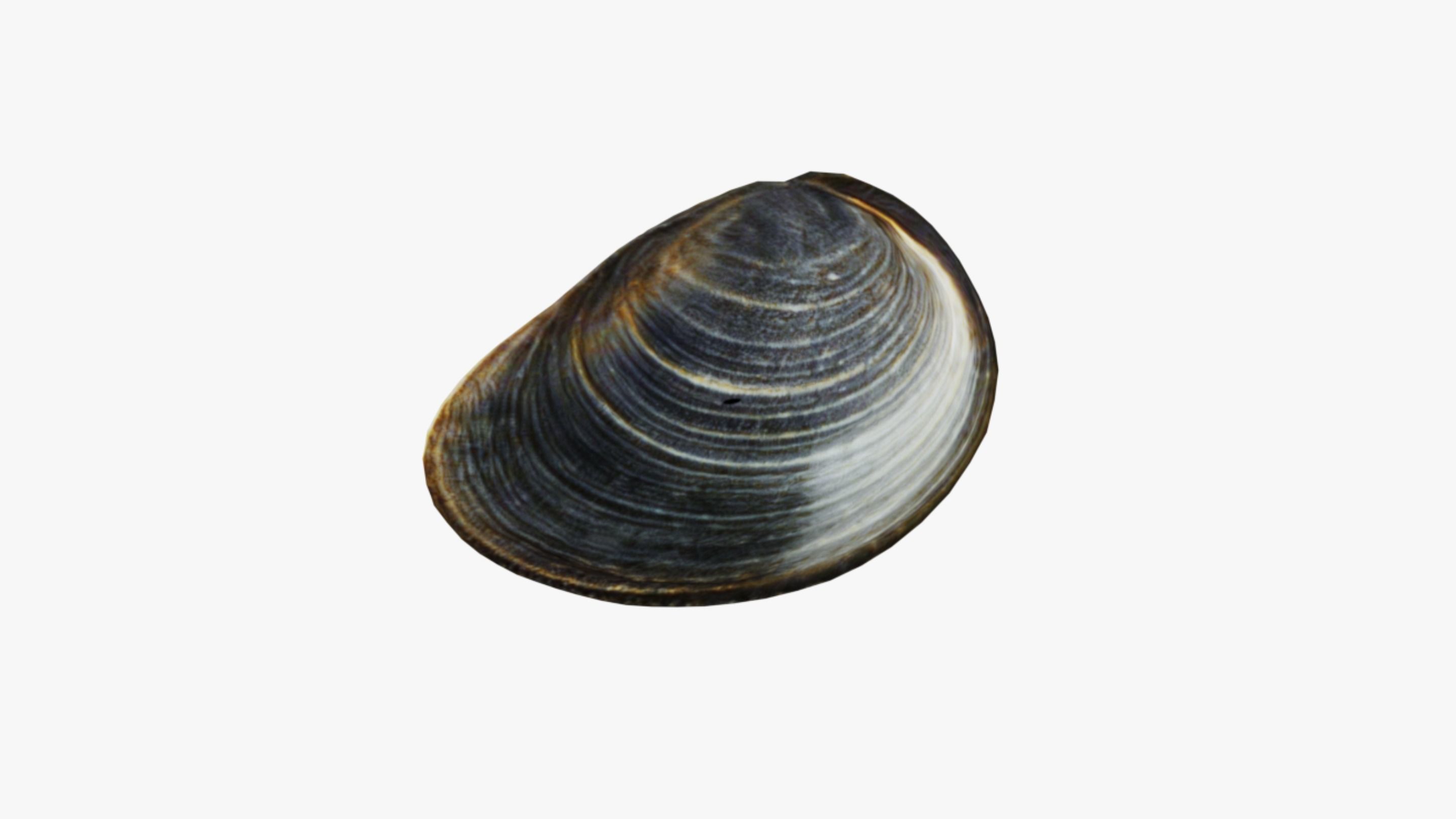 Clam Shellfish free 3D model | CGTrader
