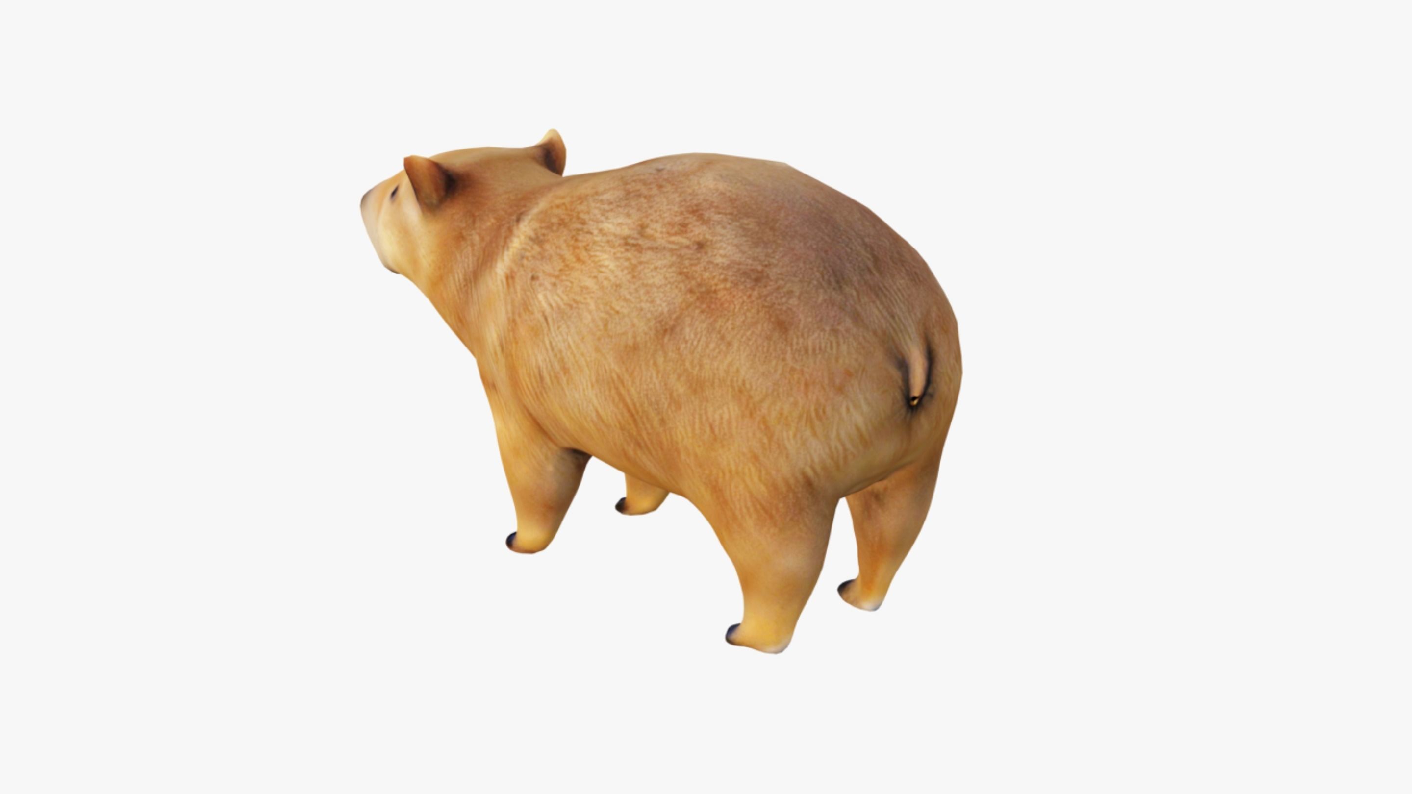 Capybara free 3D model | CGTrader