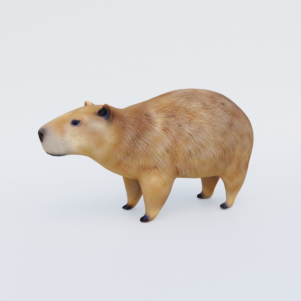 Capybara free 3D model | CGTrader