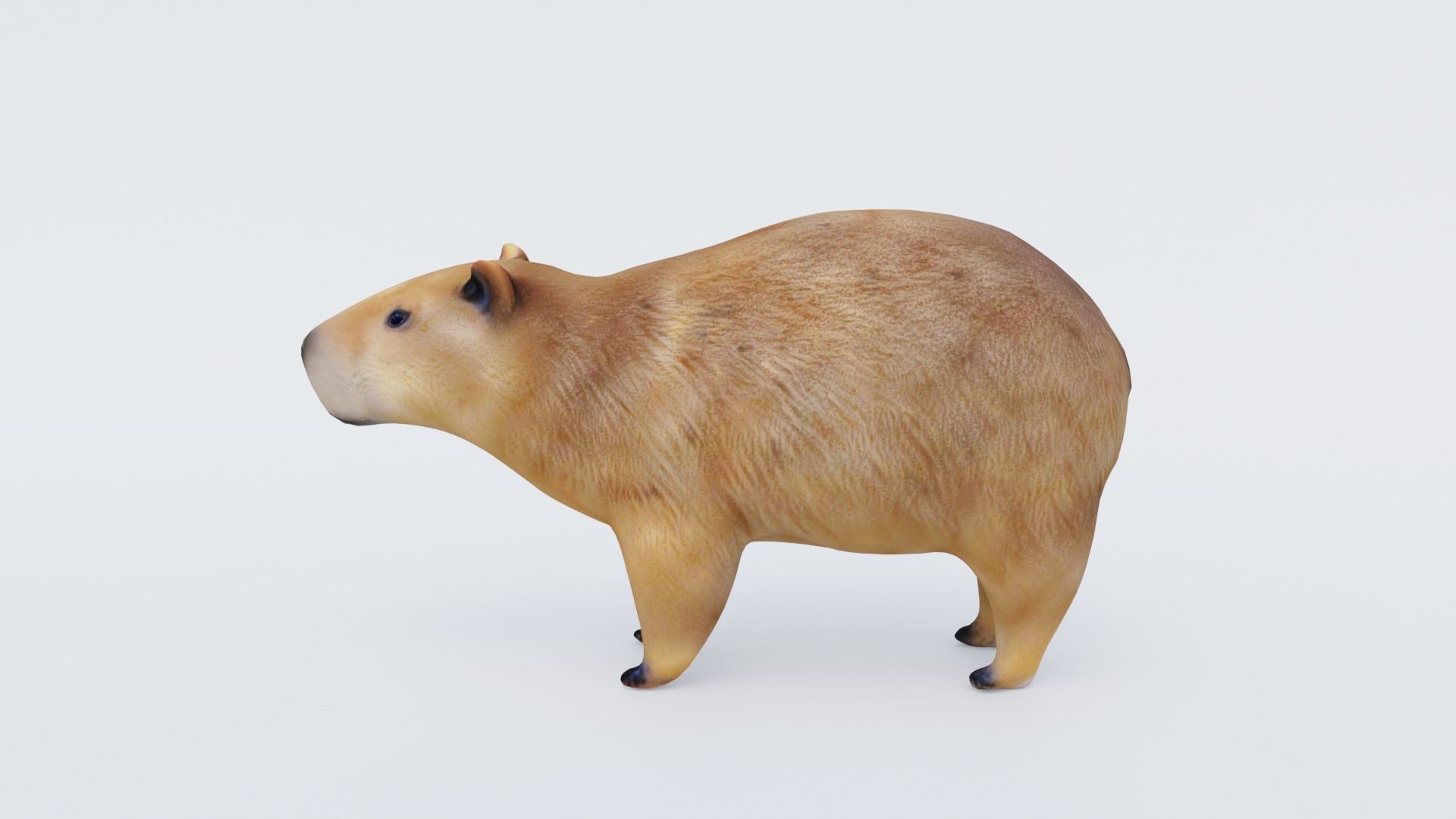 Capybara free 3D model | CGTrader