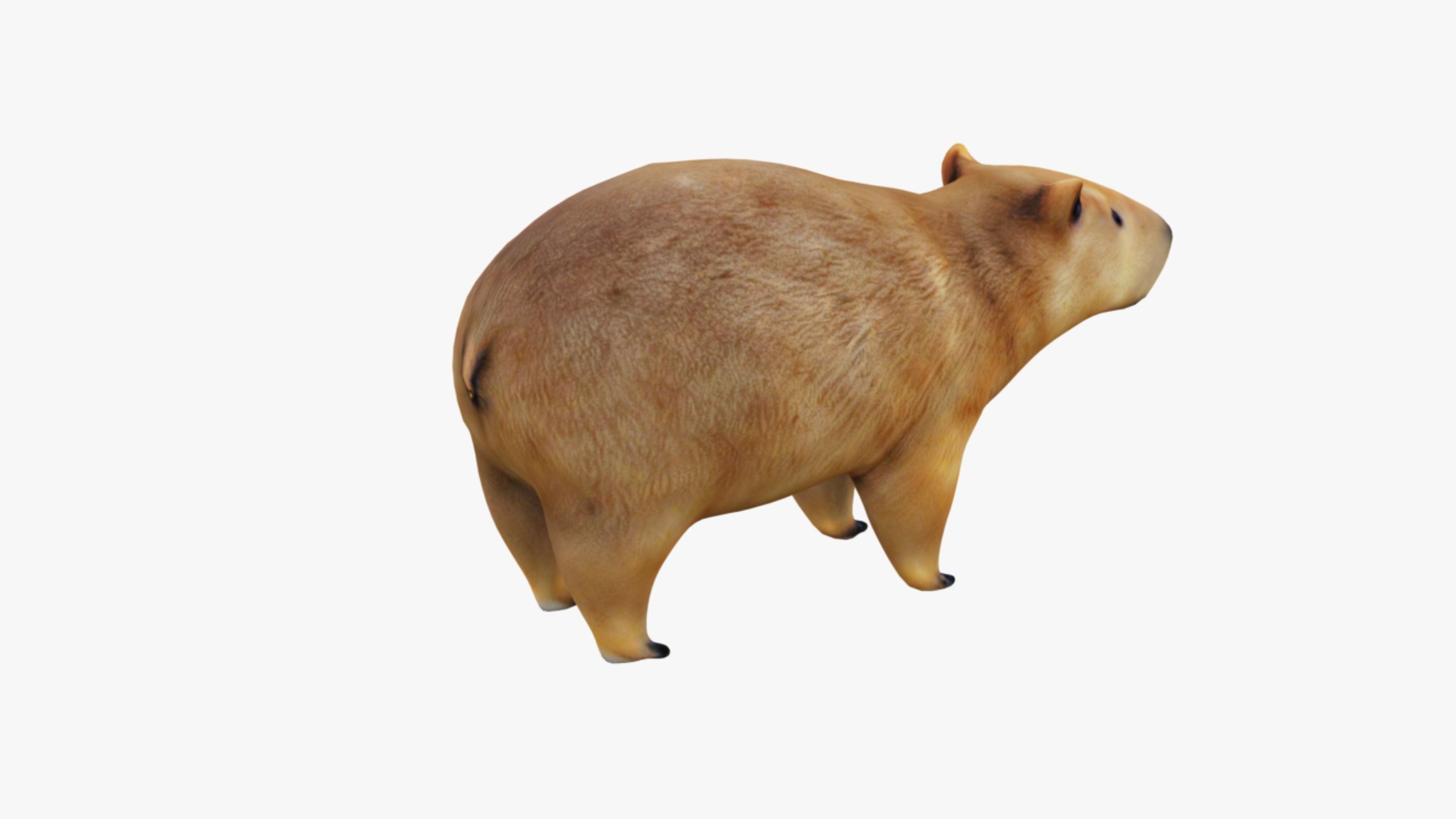 Capybara free 3D model | CGTrader