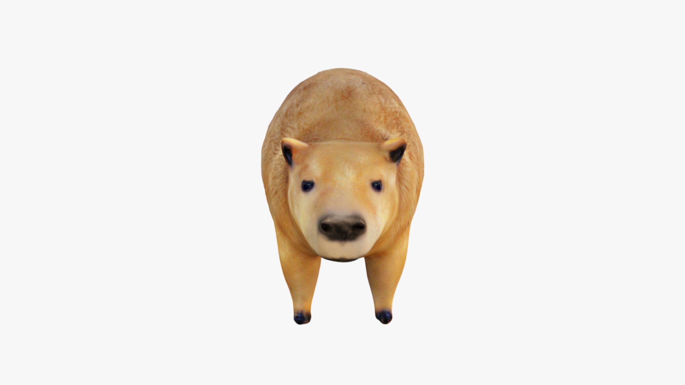 Capybara free 3D model | CGTrader