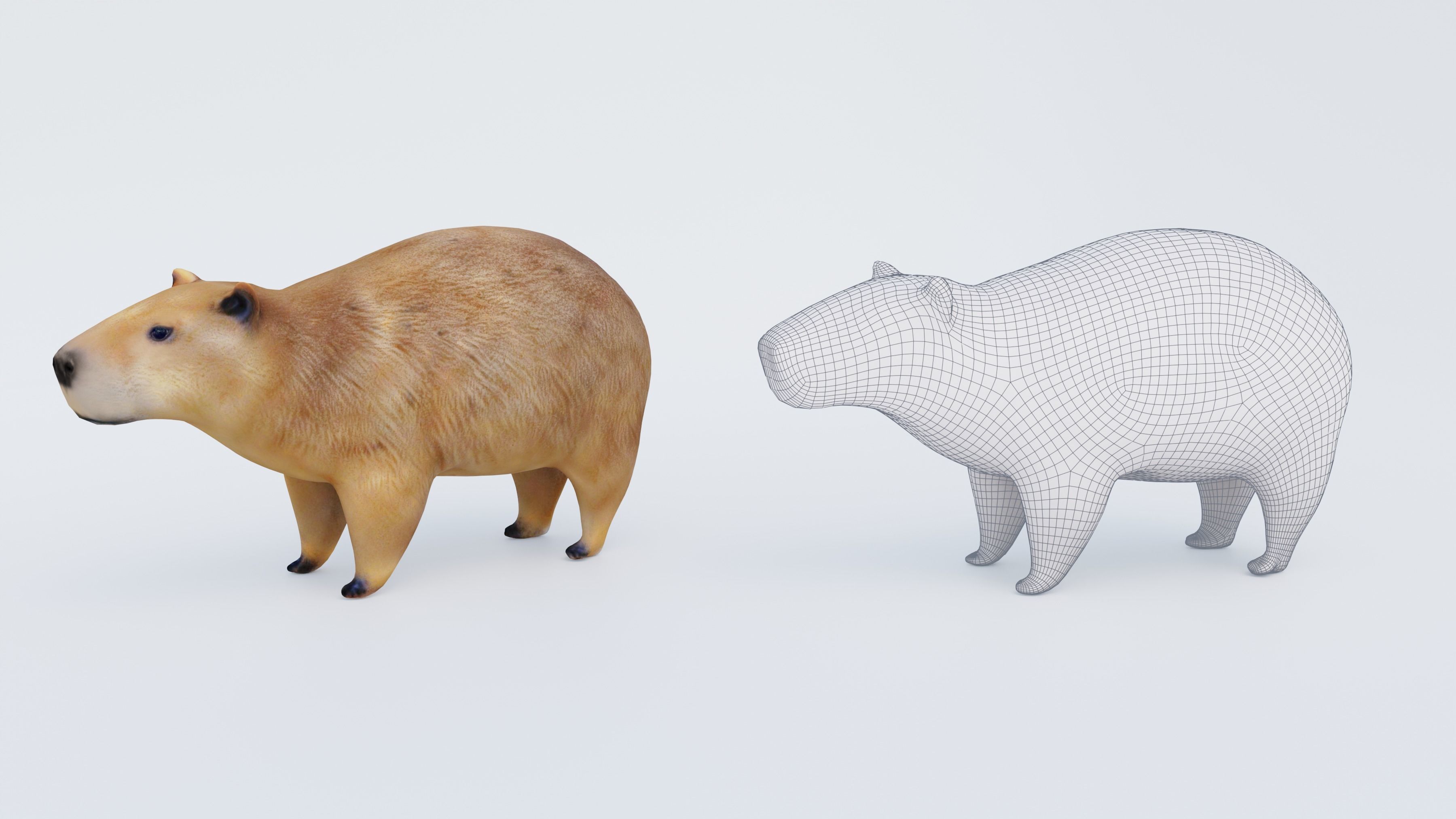 Capybara free 3D model | CGTrader