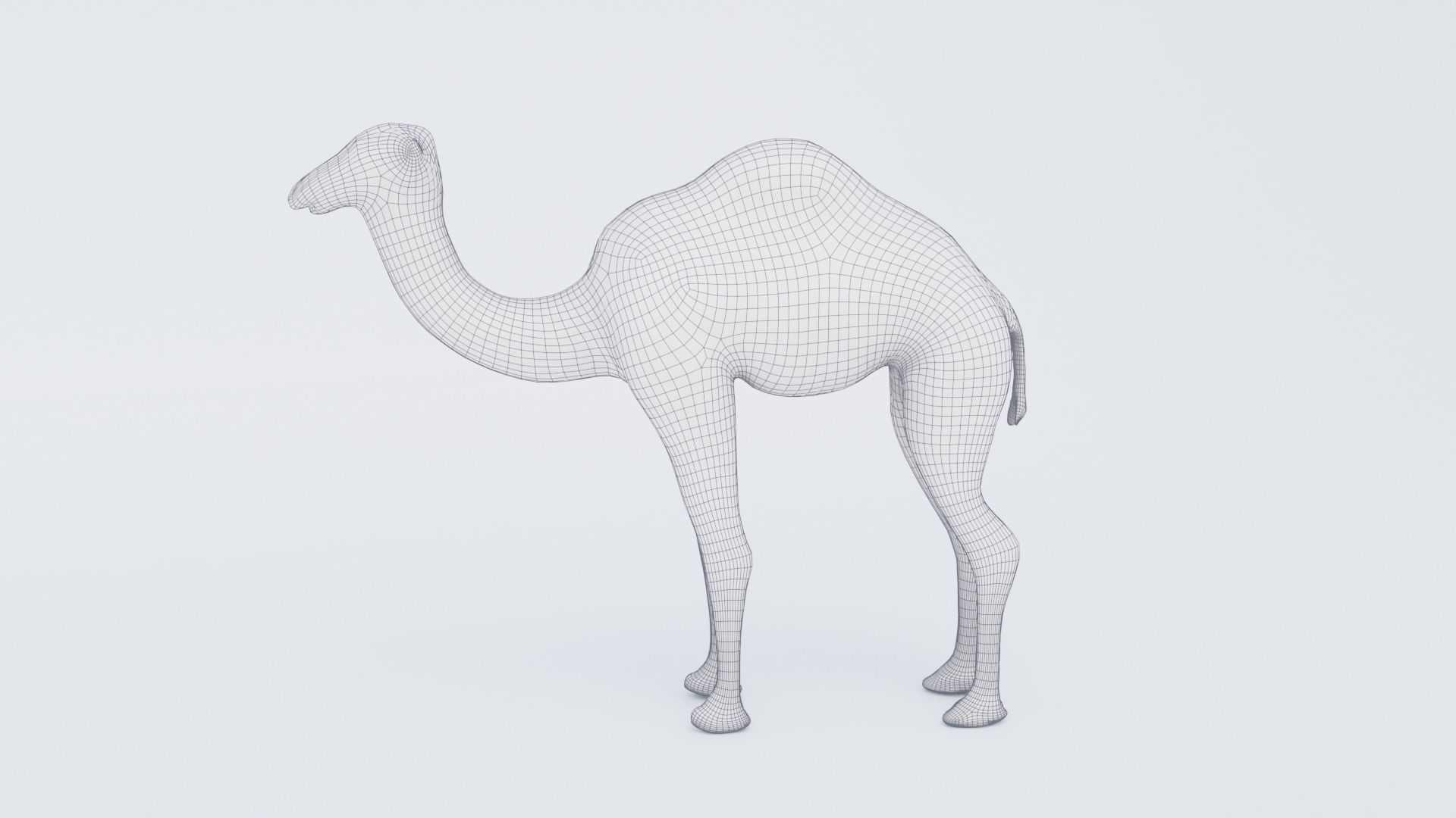 Camel free 3D model | CGTrader