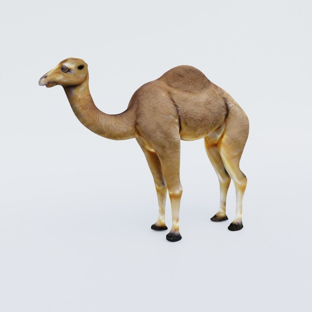 Camel free 3D model | CGTrader