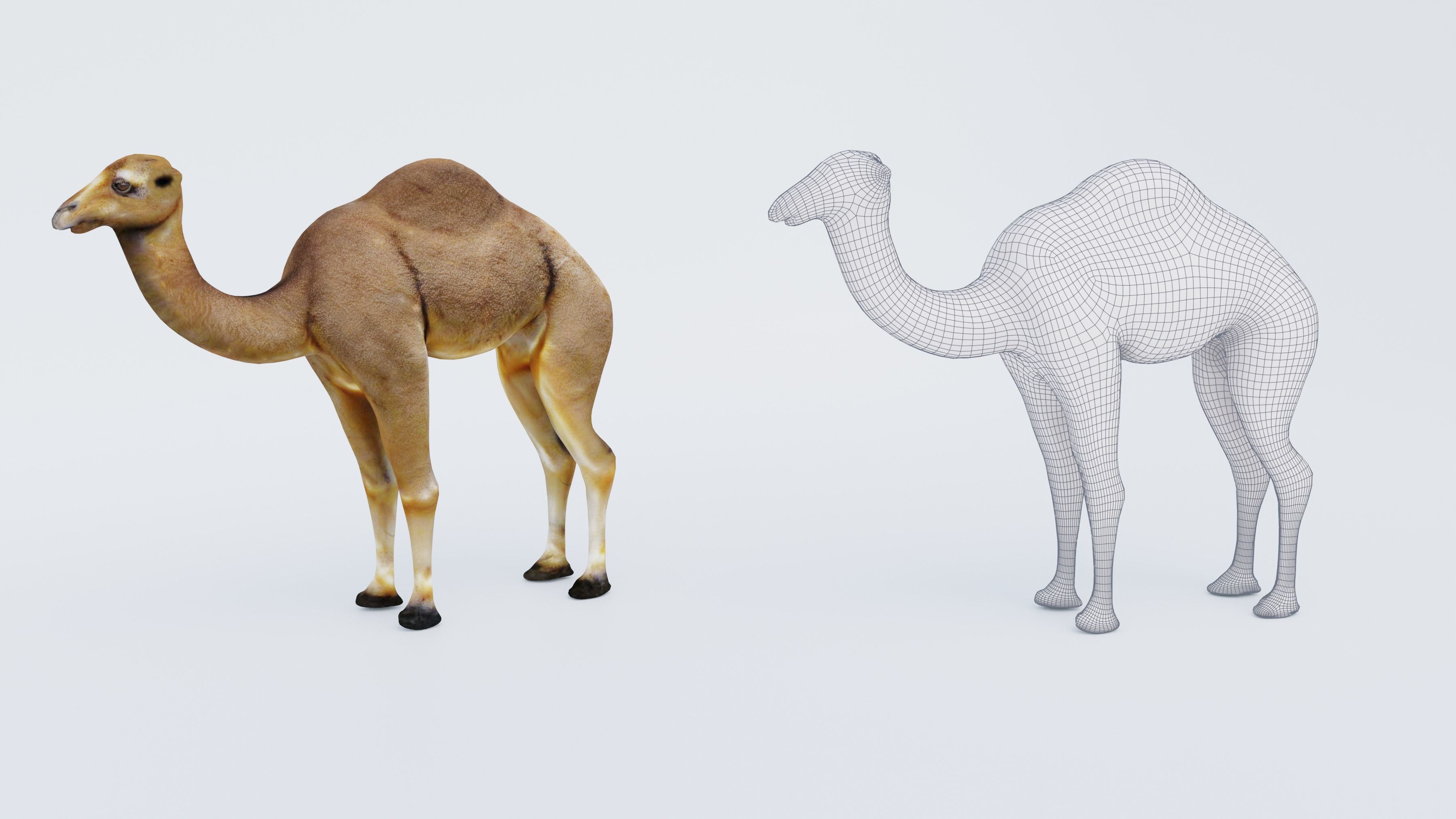 Camel free 3D model | CGTrader