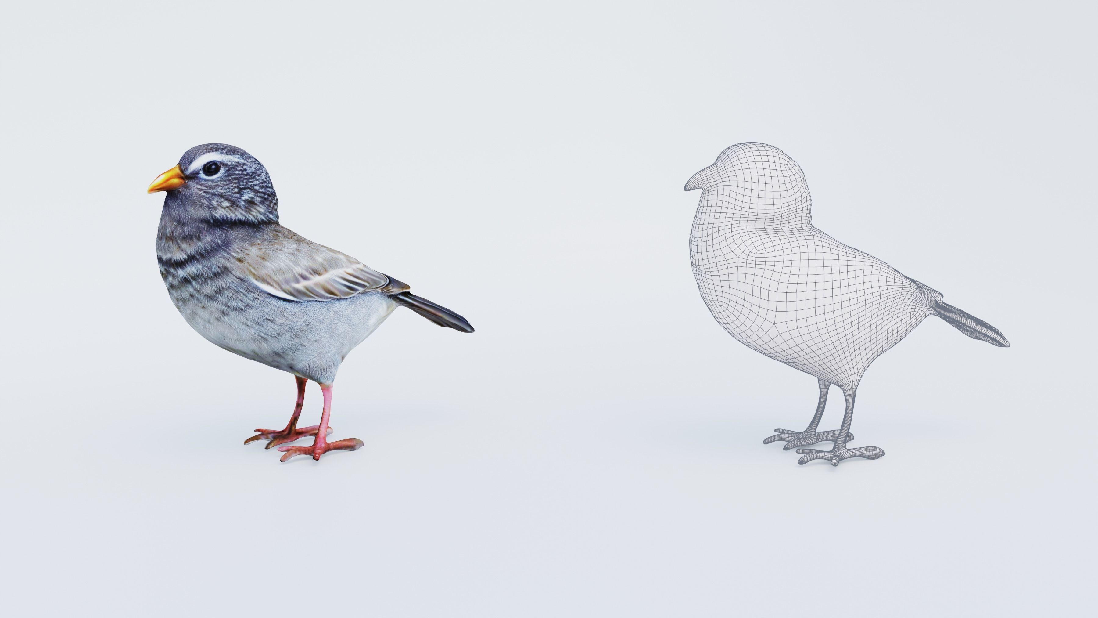 Bird Animal free 3D model | CGTrader
