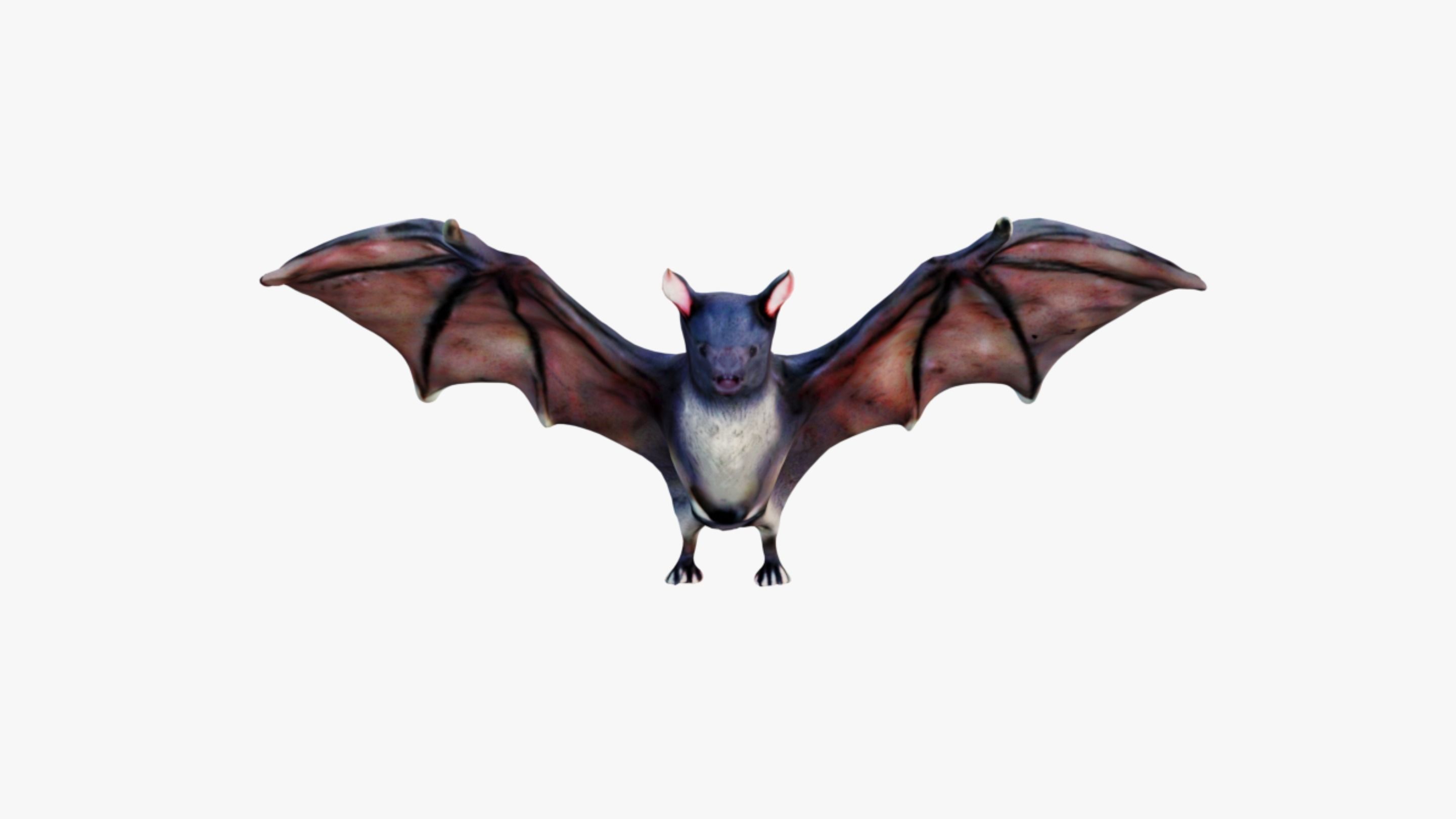 Bat Animal free 3D model | CGTrader