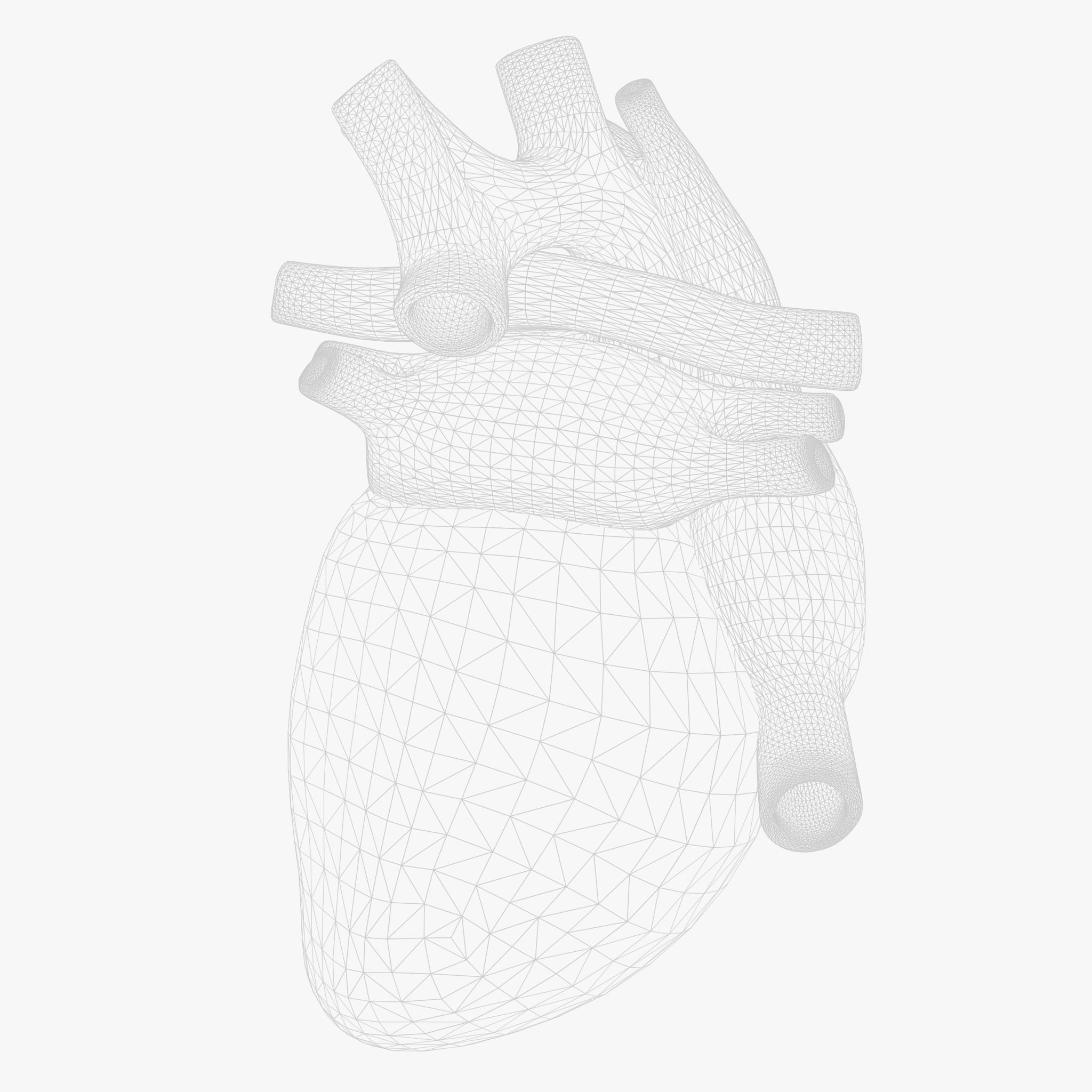 Human Heart Anatomy Animation 3D model animated | CGTrader