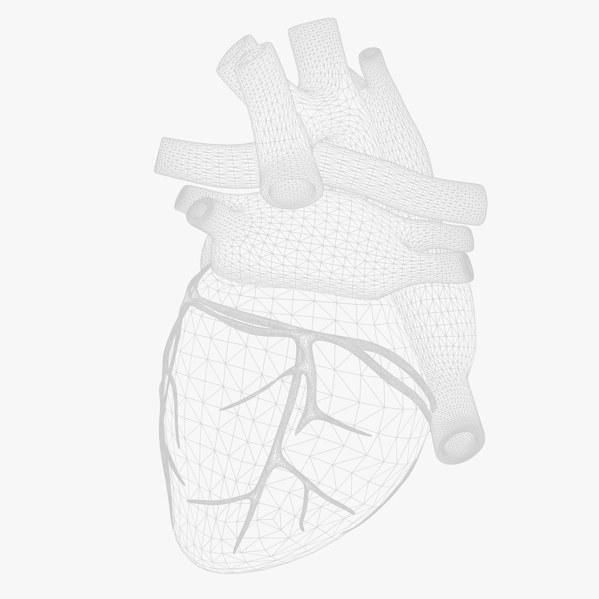 Human Heart Anatomy Animation 3D model animated | CGTrader