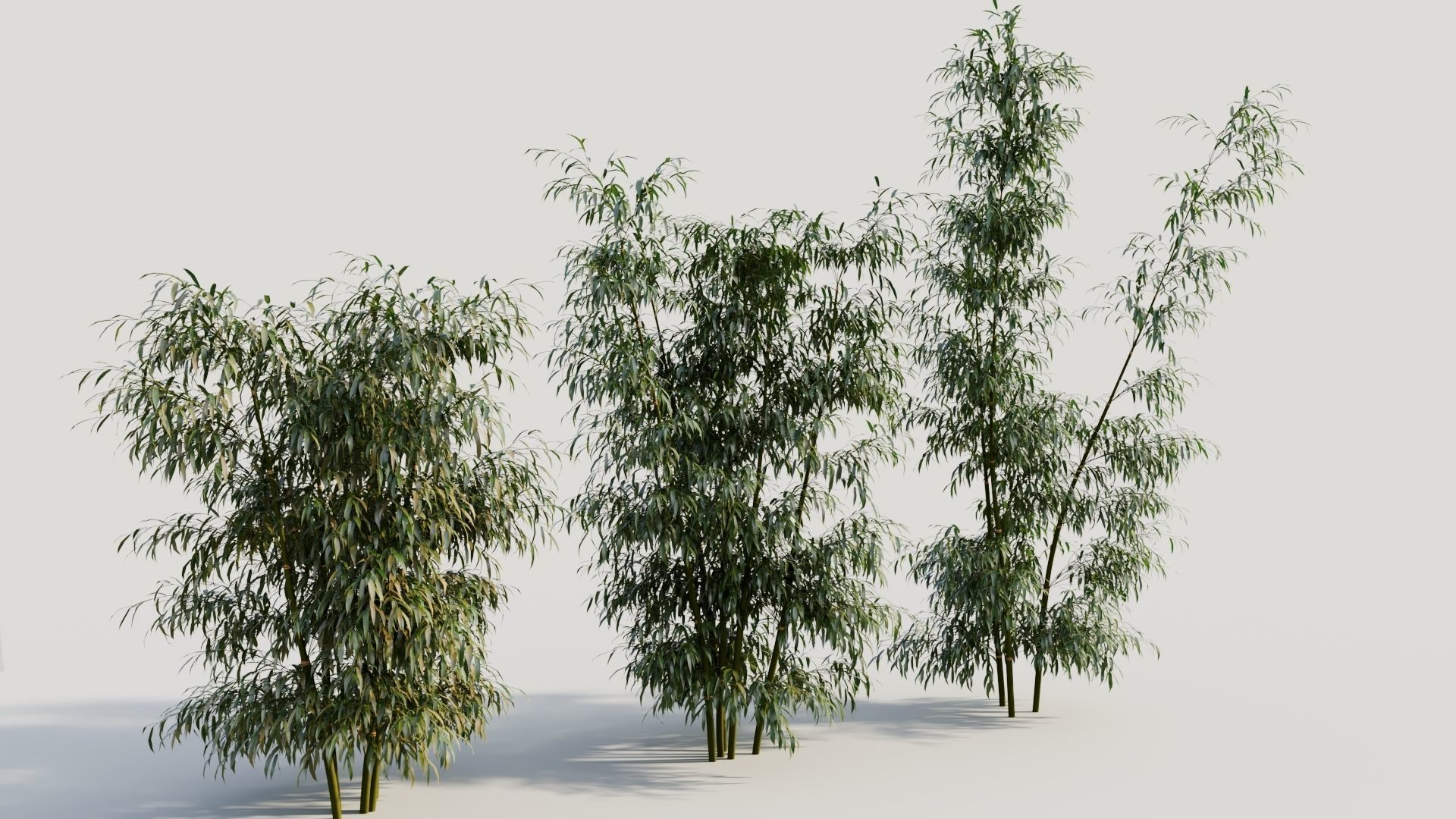 Bambusa multiplex b 3D model | CGTrader