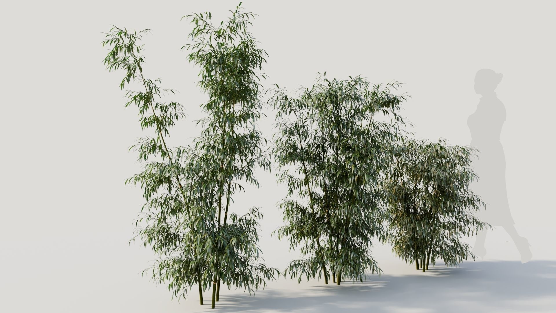 Bambusa multiplex b 3D model | CGTrader