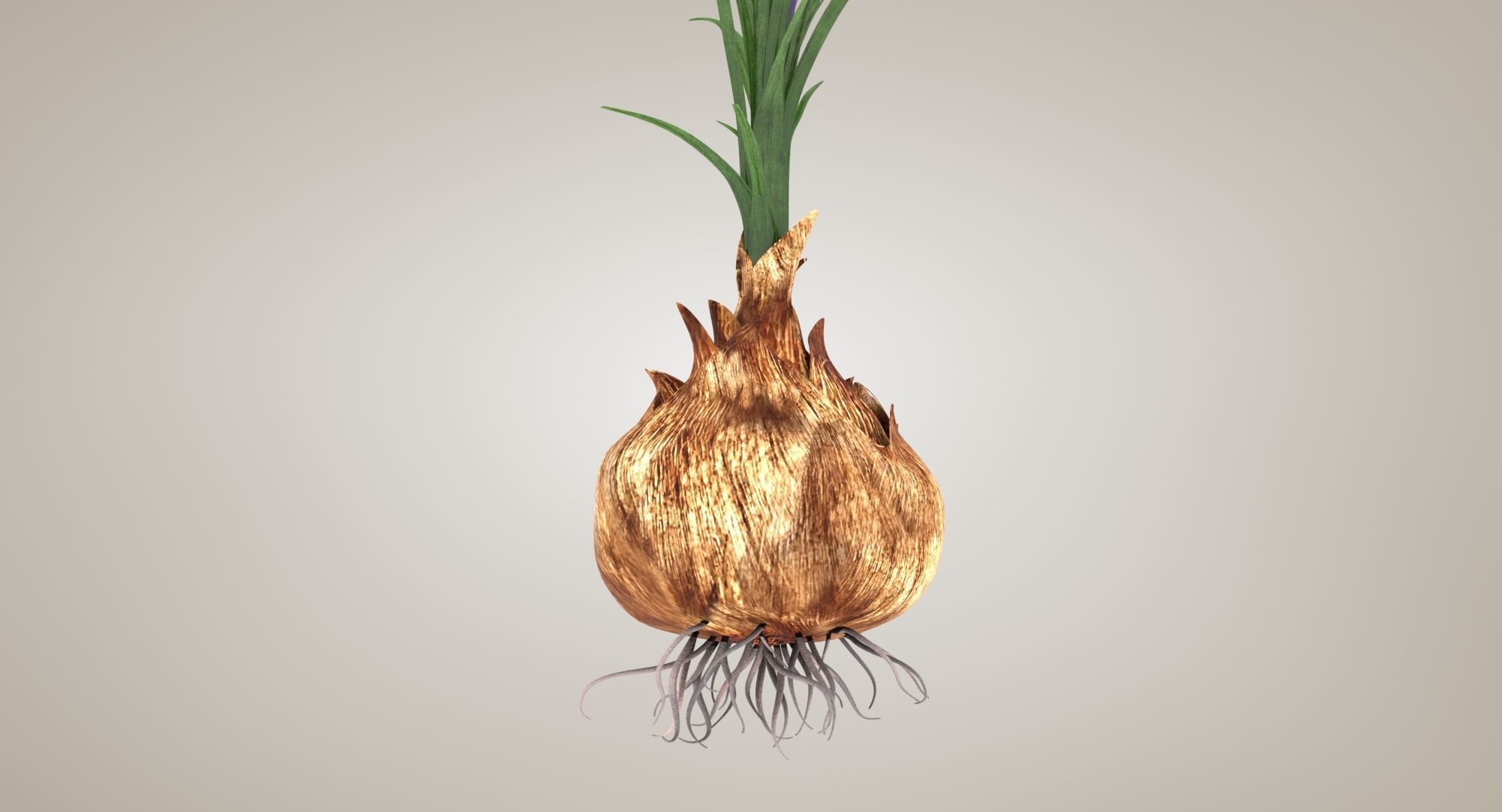 3D model Plant Parts of Crocus with Saffron VR / AR / low-poly | CGTrader