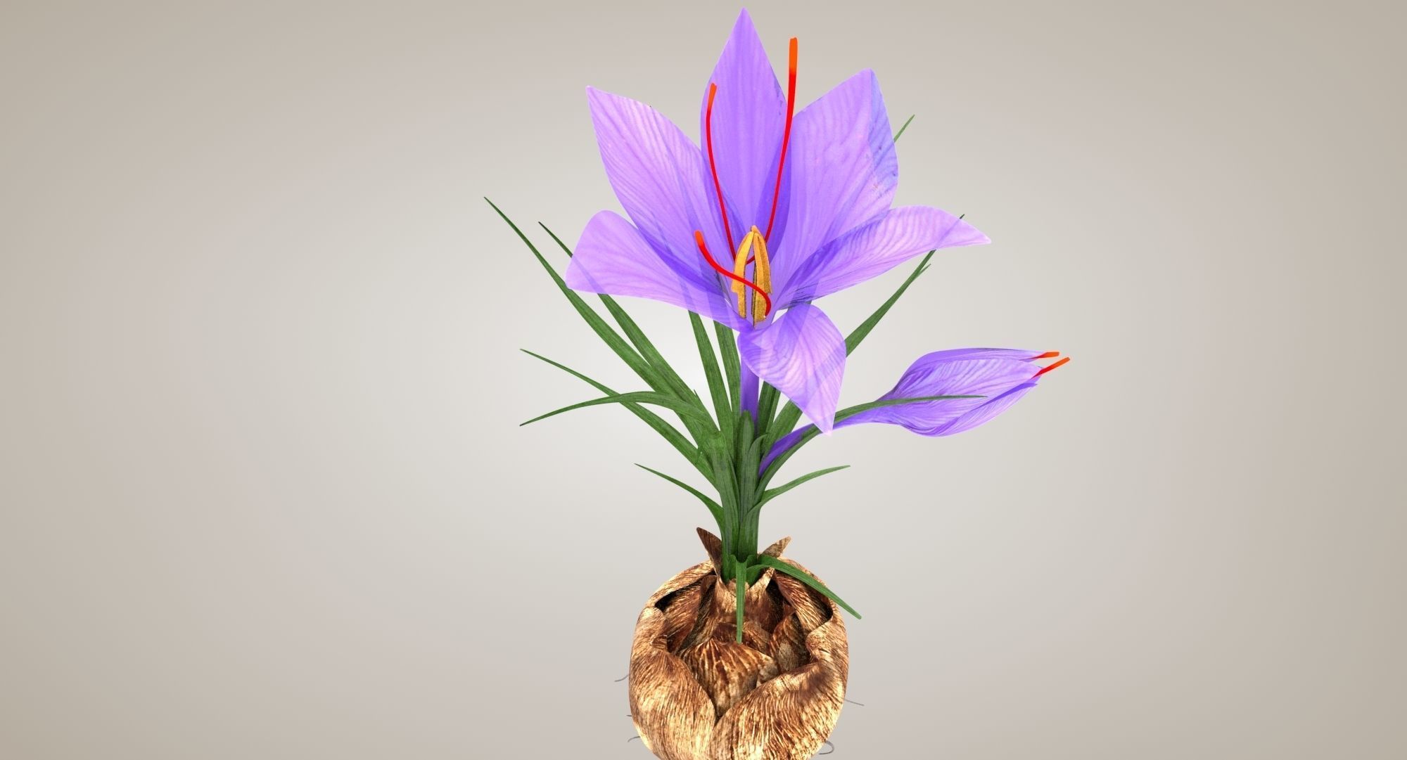 3D model Plant Parts of Crocus with Saffron VR / AR / low-poly | CGTrader