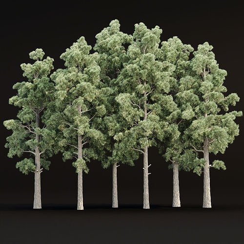 Pine trees collection vol 245 3D model | CGTrader