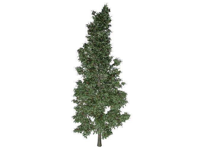 American Holly Tree - 05 - 3D model | CGTrader