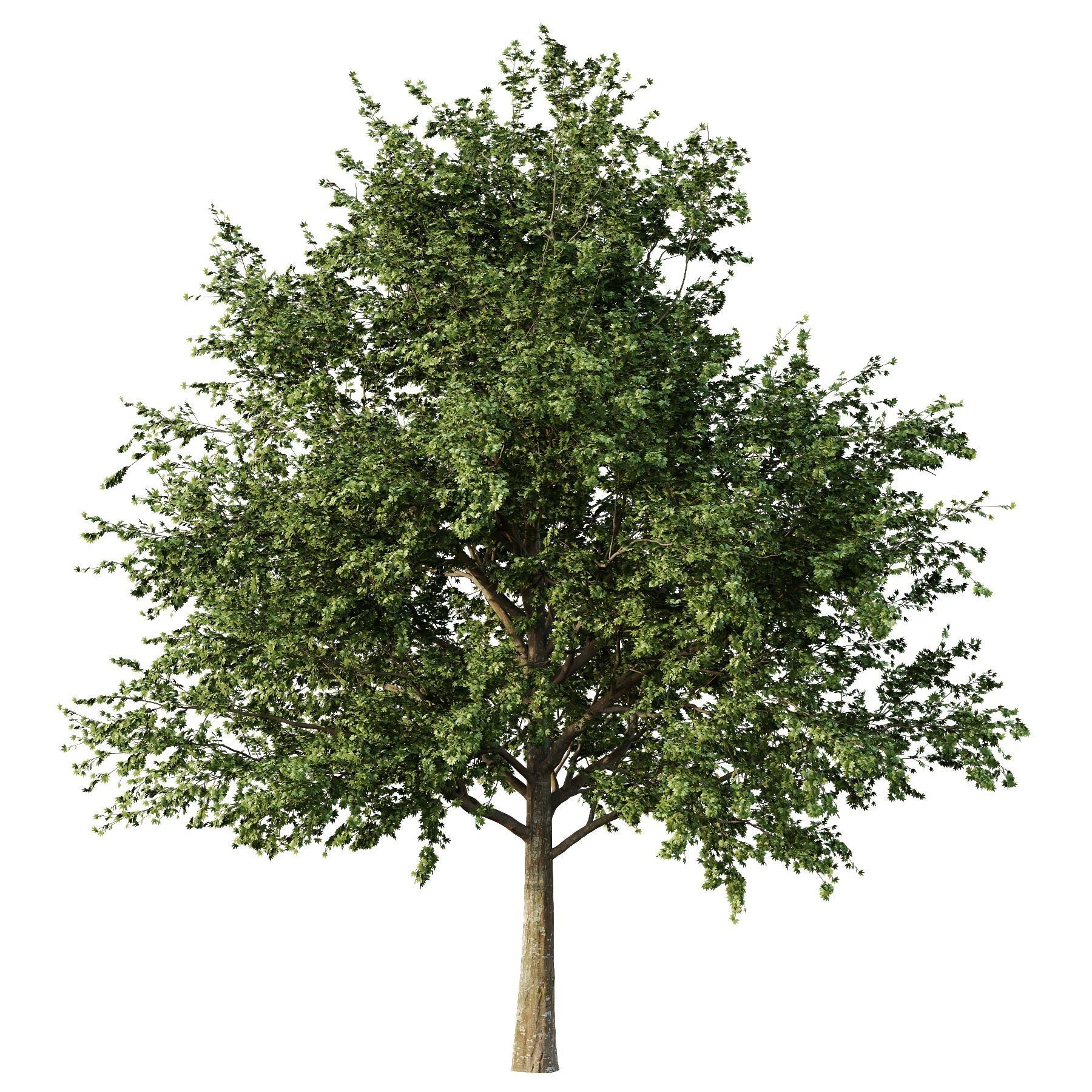 Acer pseudoplatanus Tree 3D model | CGTrader