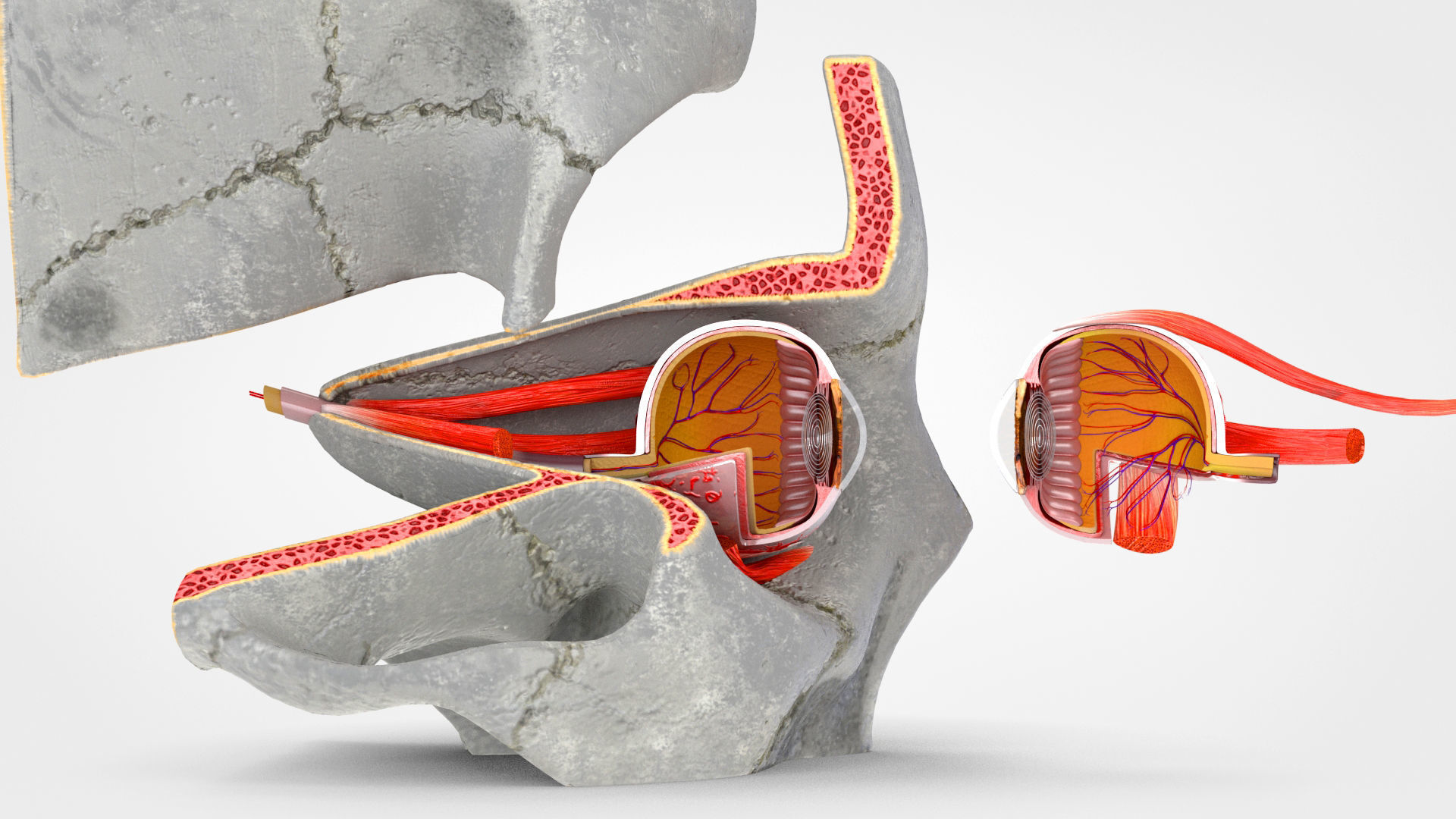 3D model 3D Eye With Anatomical Cross-Section model VR / AR / low-poly ...