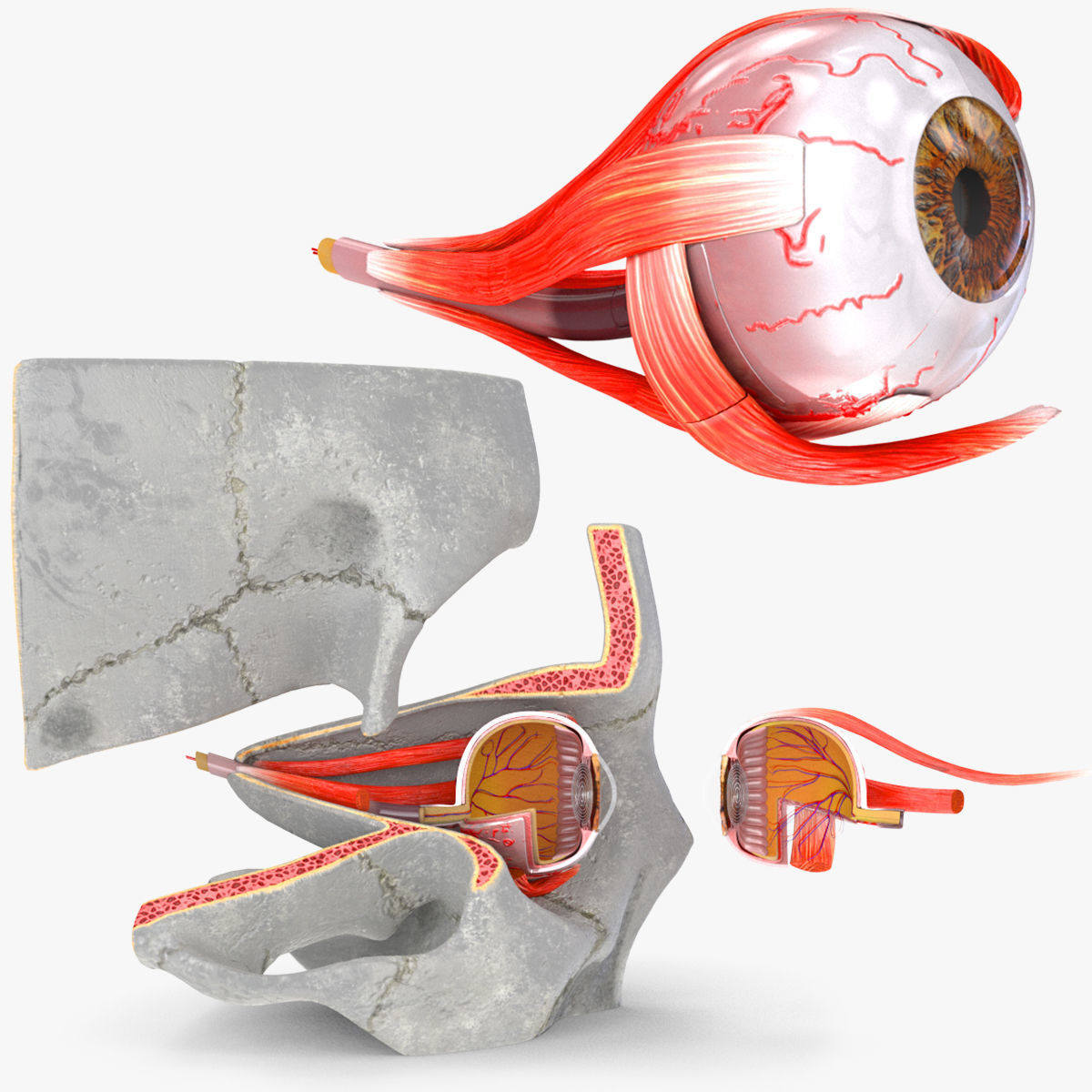 3D model 3D Eye With Anatomical Cross-Section model VR / AR / low-poly ...