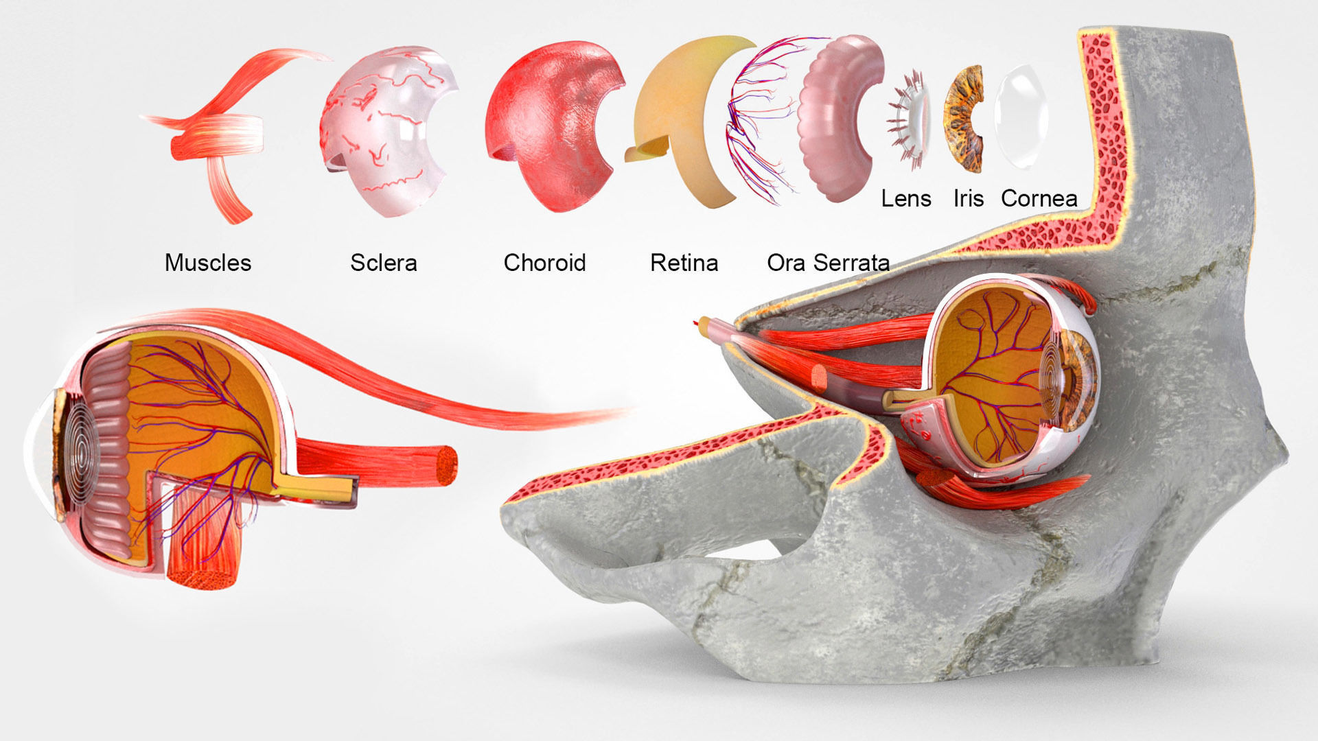 3D model 3D Eye With Anatomical Cross-Section model VR / AR / low-poly ...