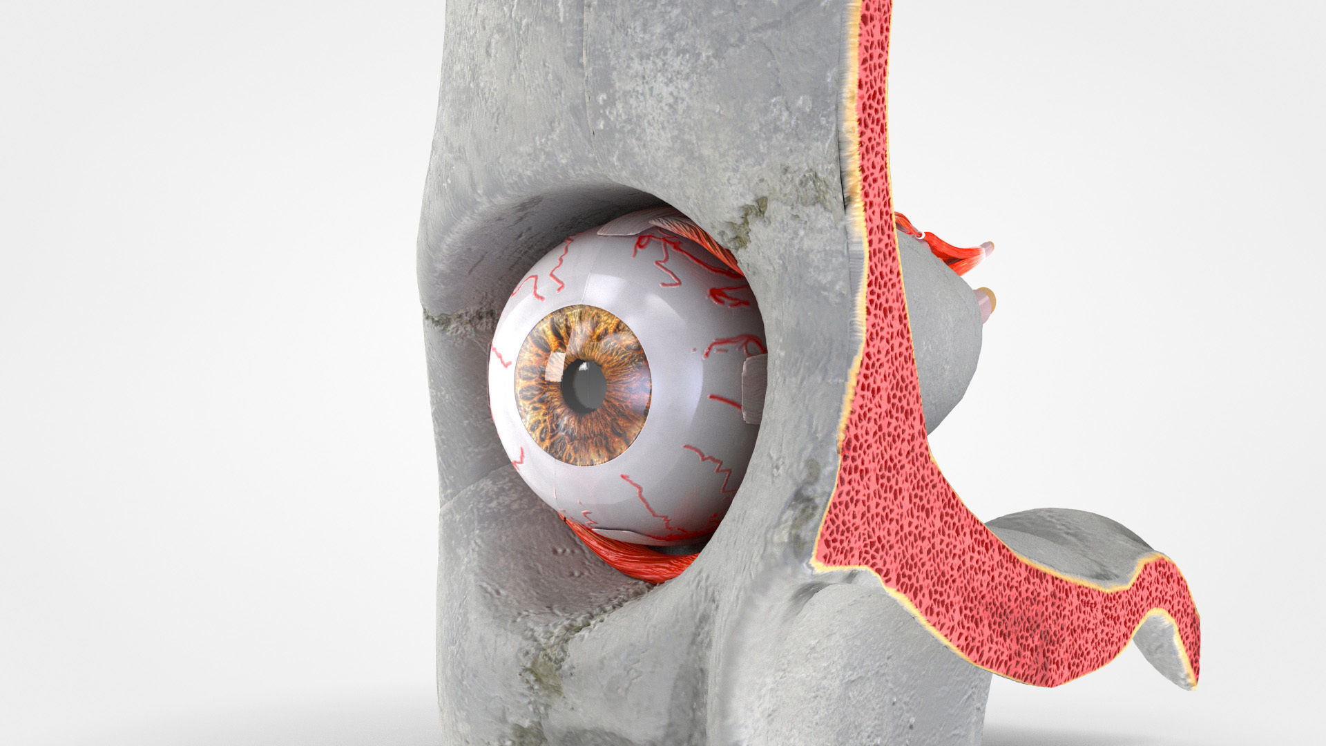 3D model 3D Eye With Anatomical Cross-Section model VR / AR / low-poly ...